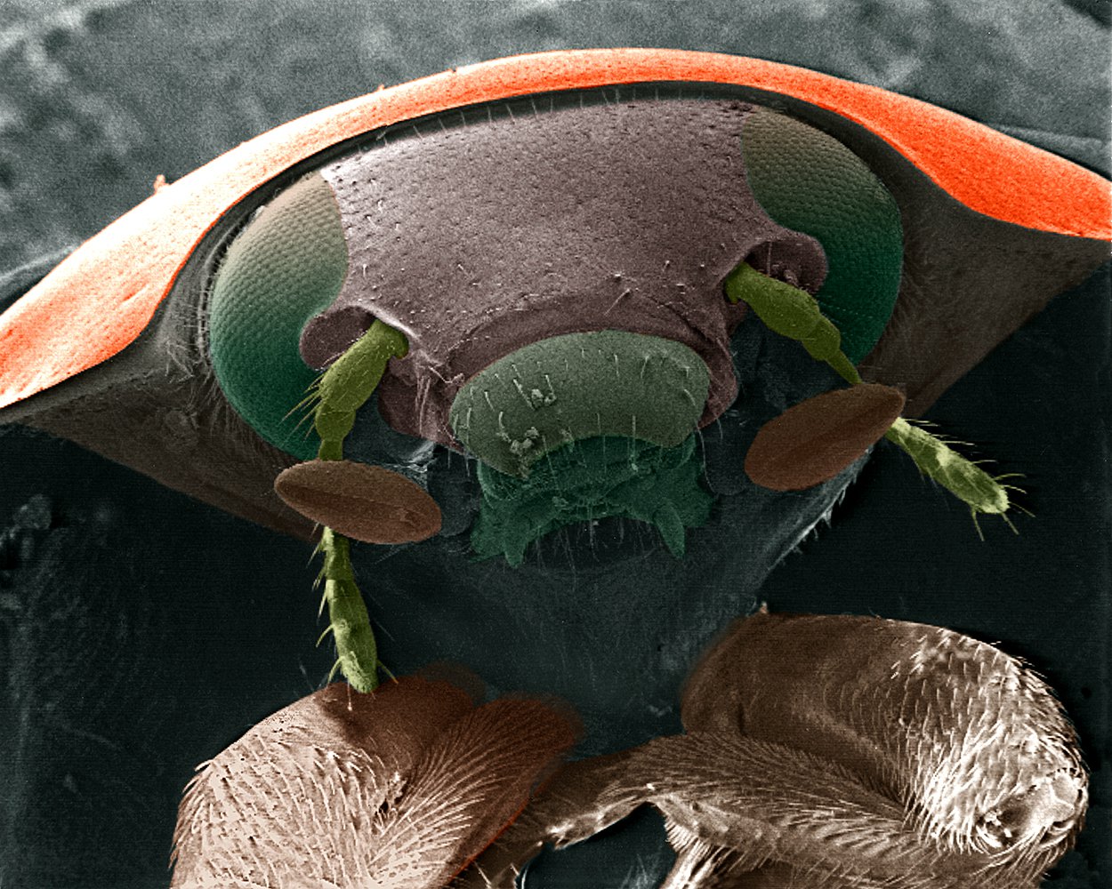 Scanning Electron Microscope - Jim Zuckerman photography & photo tours