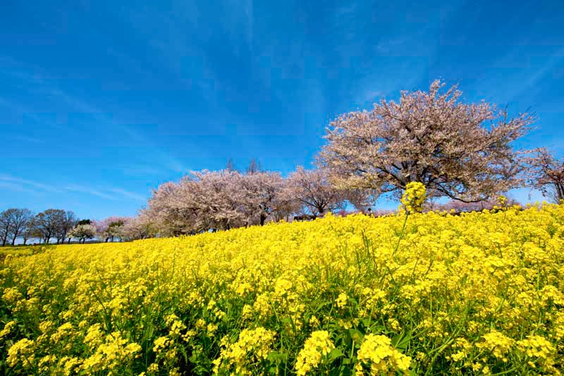 Spring In Japan - Blain Harasymiw Photography