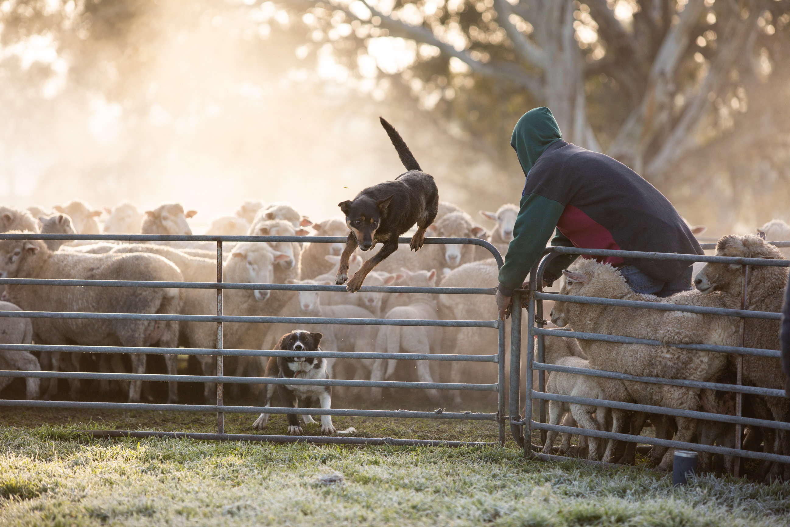 Book a Farm Photo Shoot - sandra lee photography