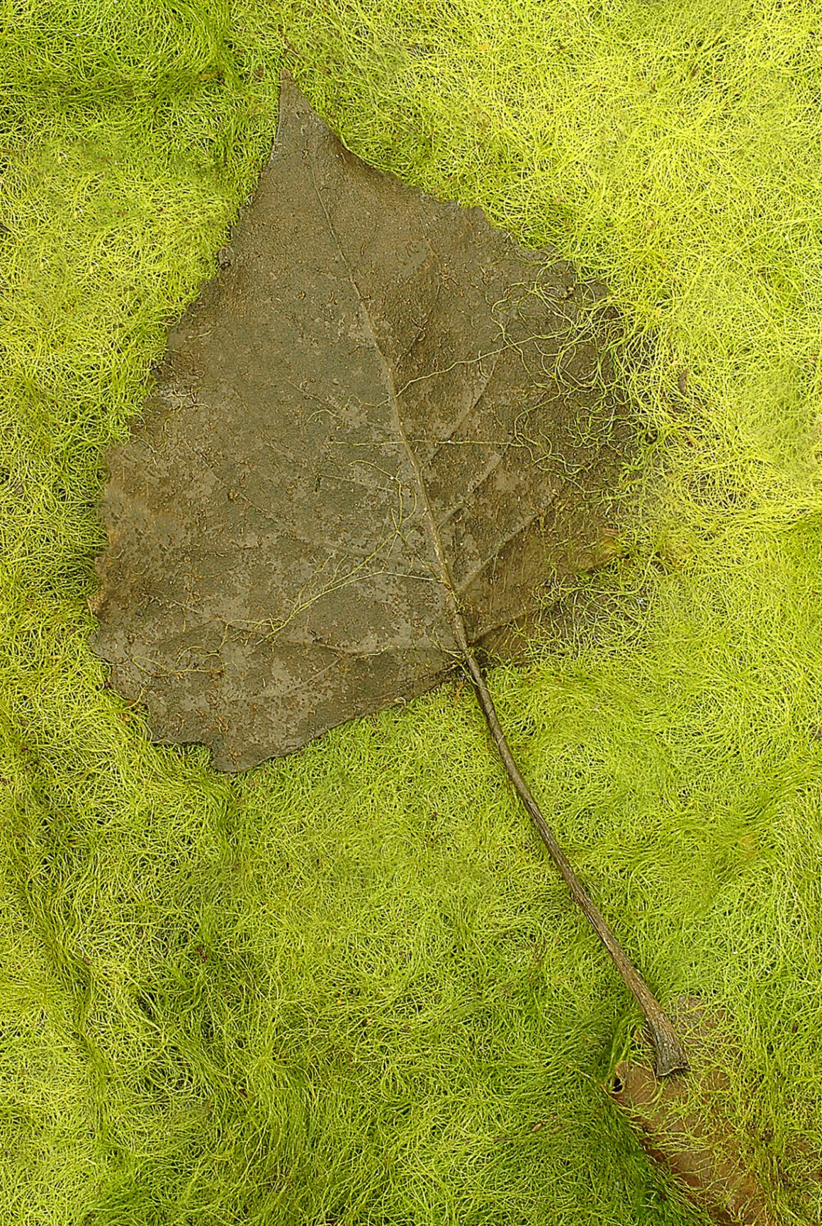 Macro Leaves by Mike Moats | Award Winning Macro Photographer ...