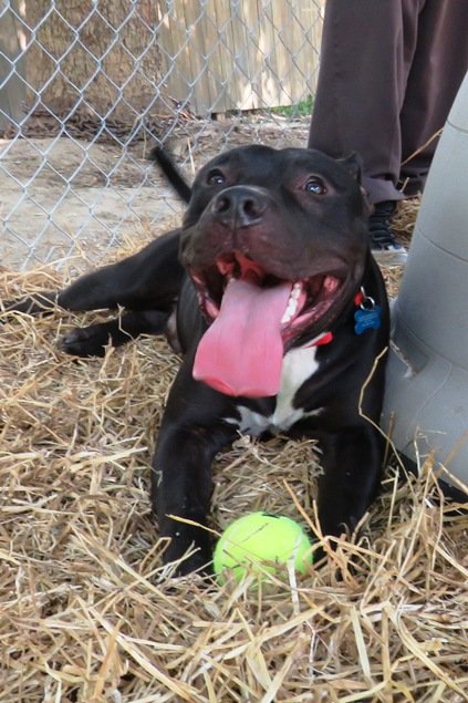 Our Kennel Kru Dogs - Break the Chain Kennel Kru
