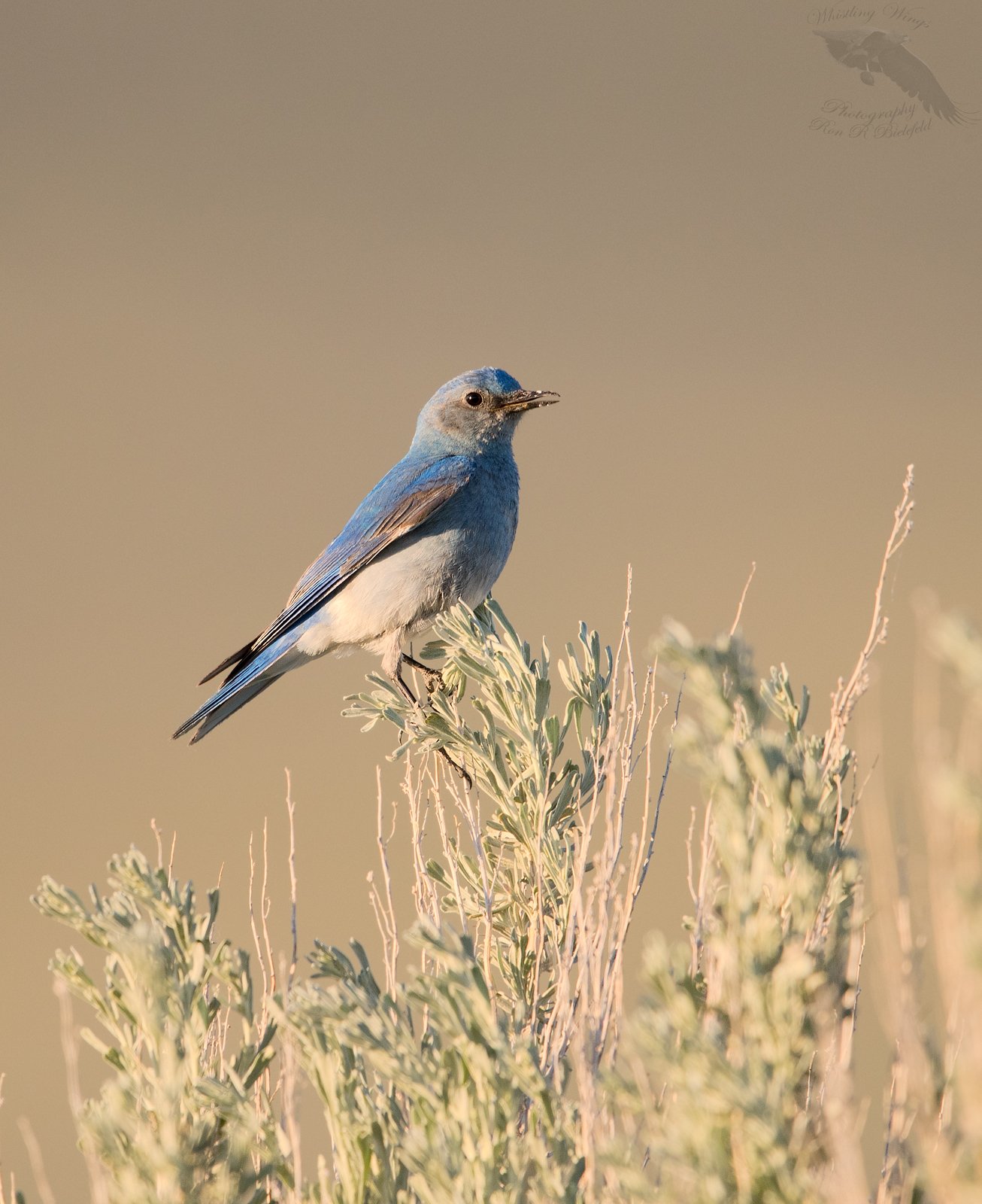 Songbirds - Whistling Wings Photography