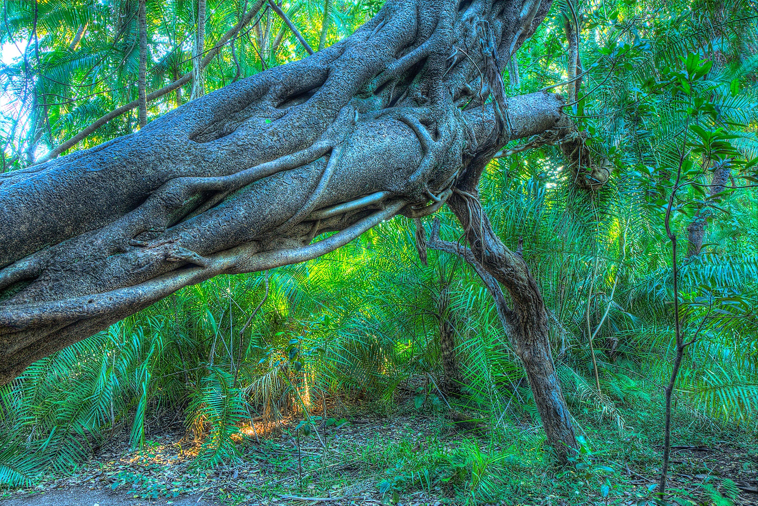 Exaggerated HDR - Jim Zuckerman photography & photo tours