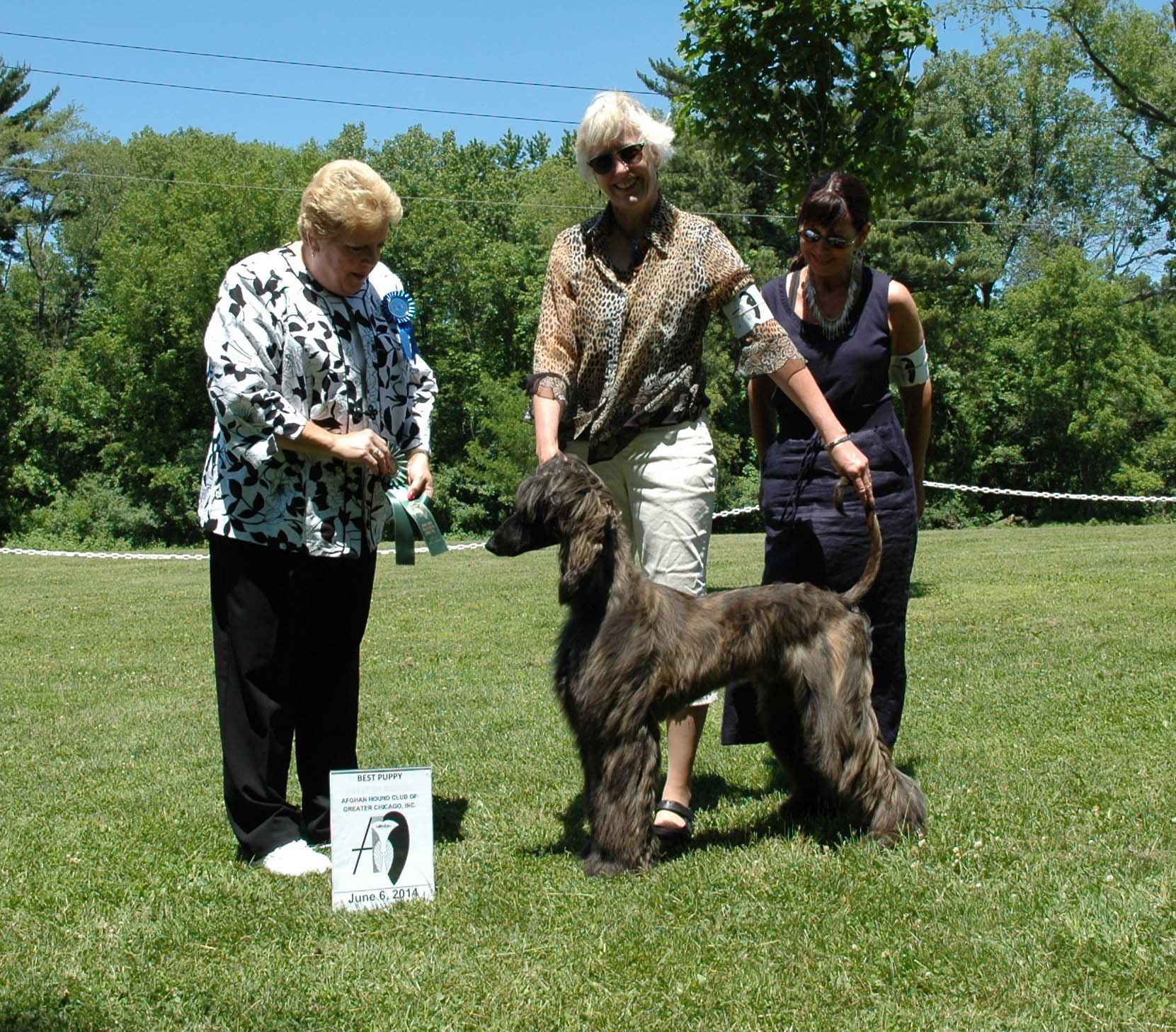 SHOW DOGS – Female - Inisfree Kennels