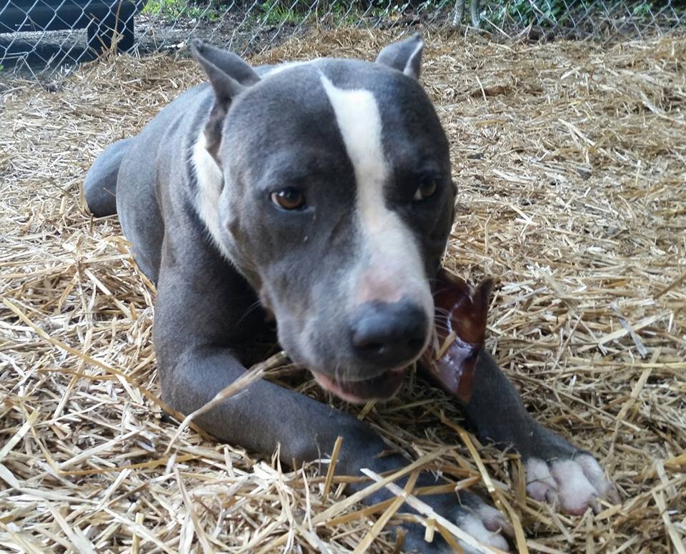 Our Kennel Kru Dogs - Break the Chain Kennel Kru