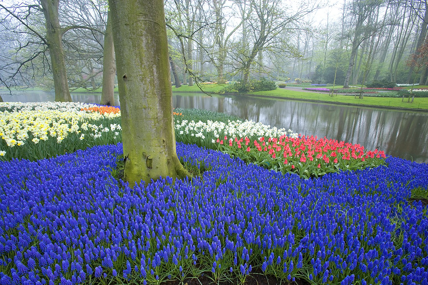 Keukenhof Gardens - Jim Zuckerman photography & photo tours