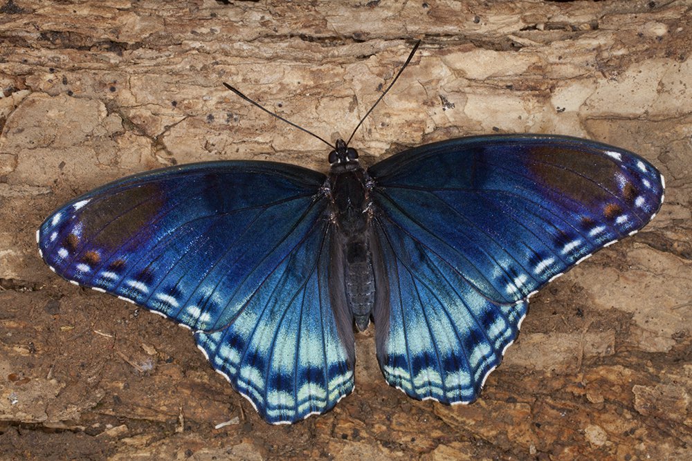 Butterflies - Jim Zuckerman photography & photo tours