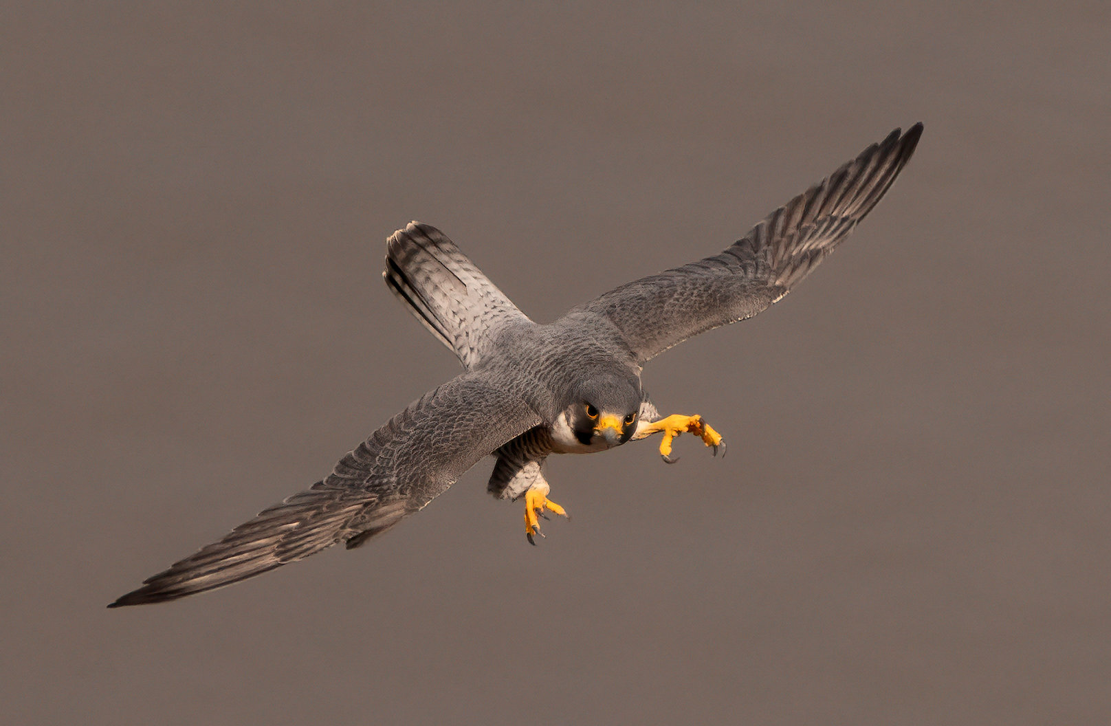Falcons, Ducks, and More! - Whistling Wings Photography