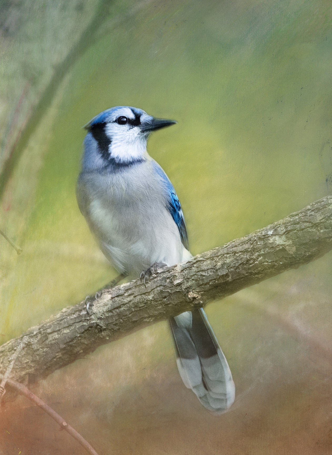 WILDLIFE - Rick Tango Photographer