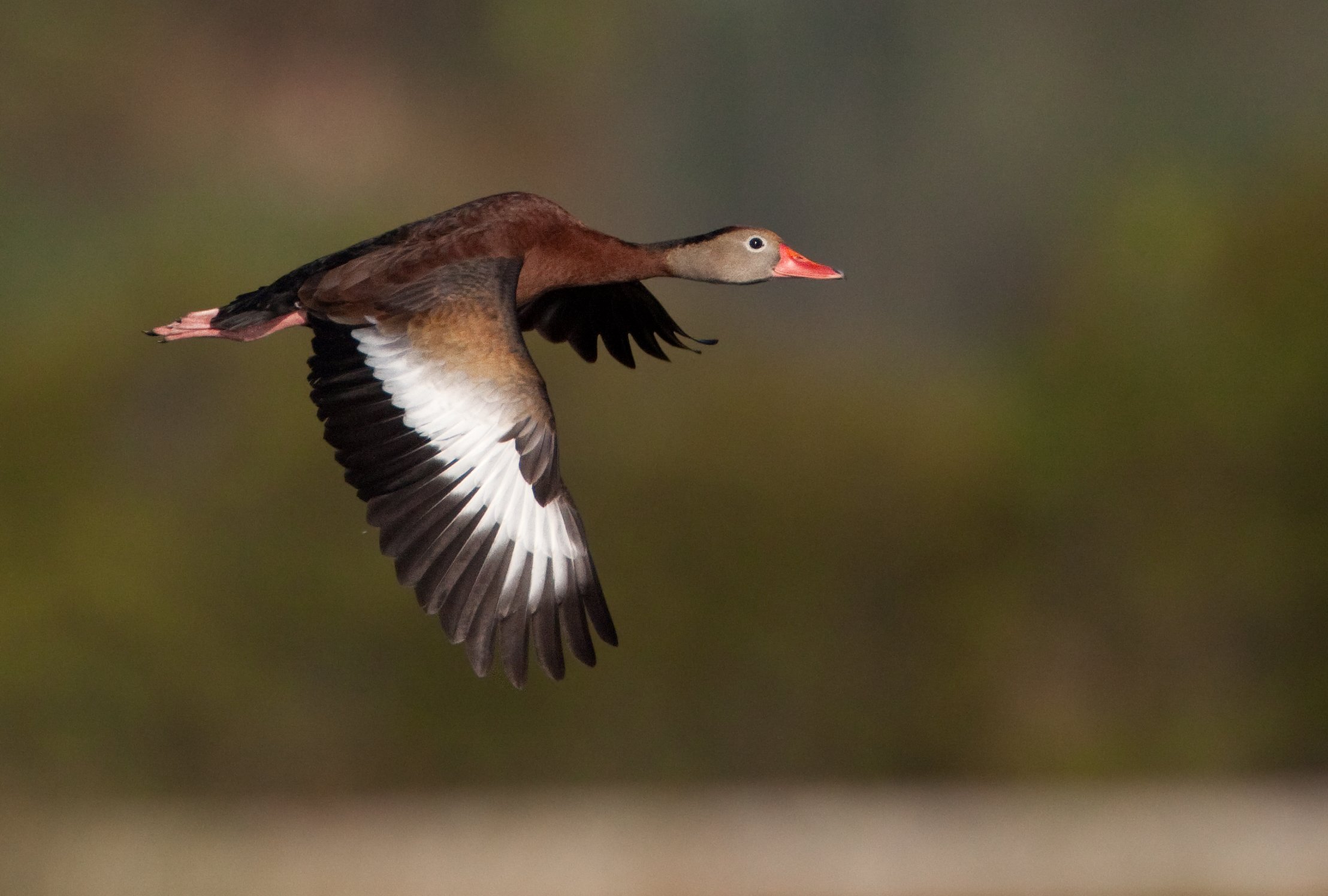 Waterfowl - Whistling Wings Photography