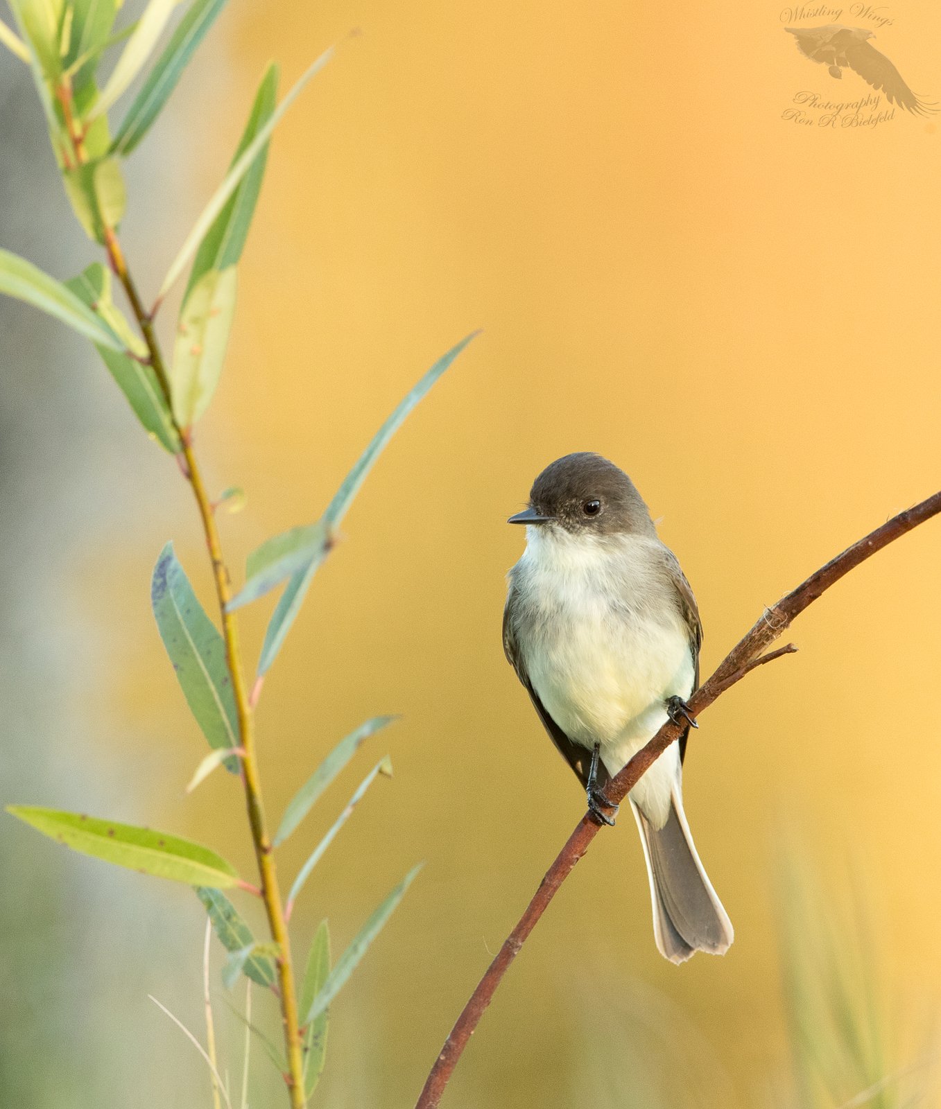 Songbirds - Whistling Wings Photography