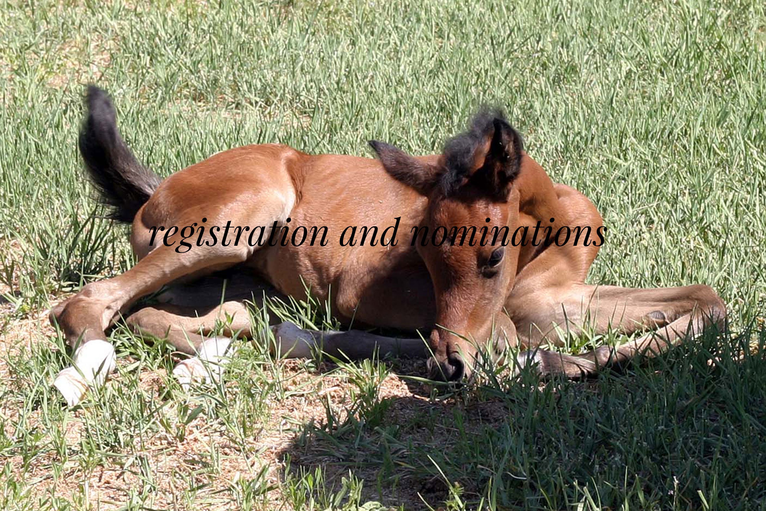 Stallion Reproduction | Equine Genie - Horse Business Management Software