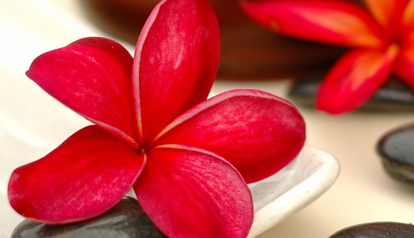 Special Offers - Monalia Beauty Spa