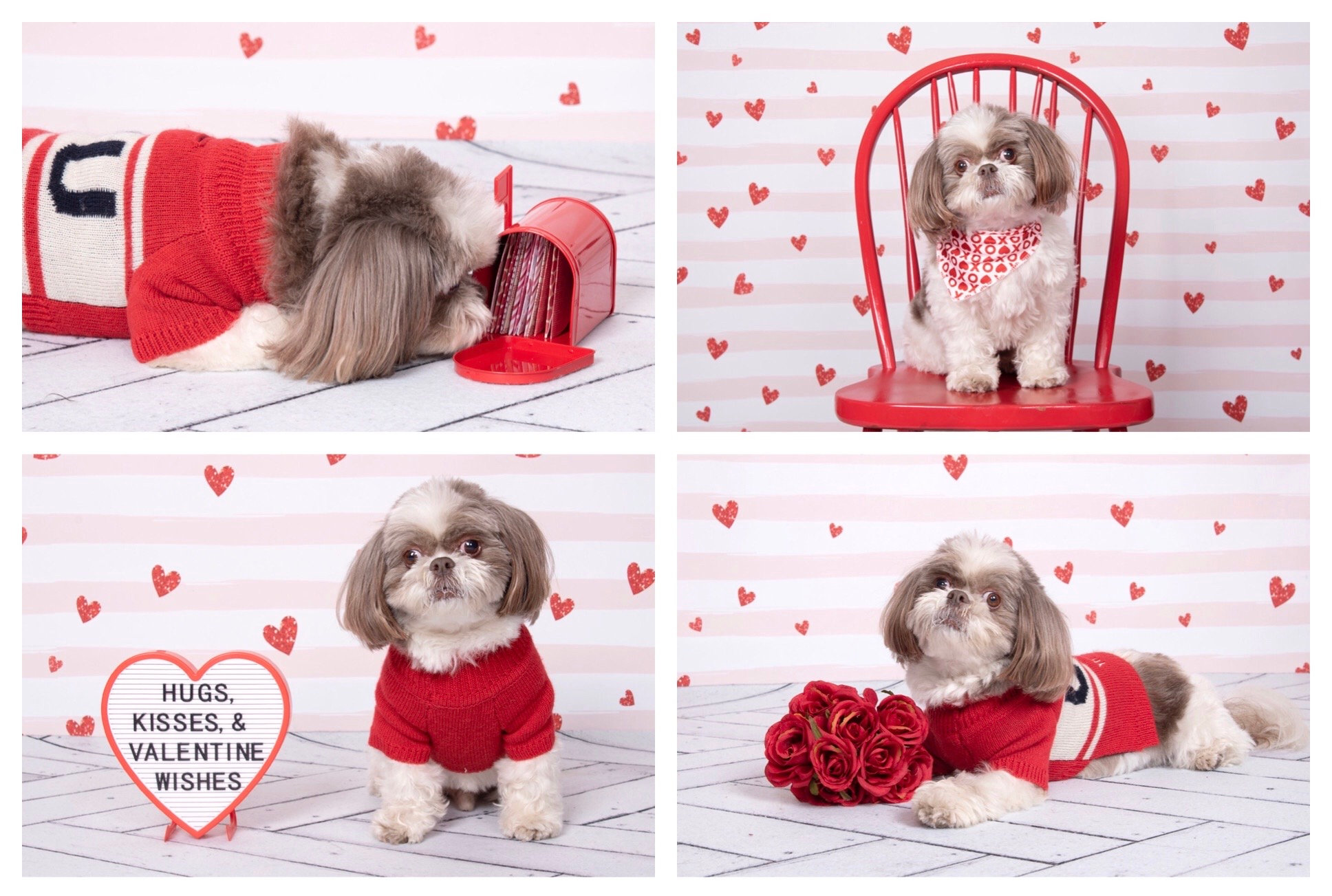 Talking Tails - Valentine's Day Pup - Reflections by Rhiannon
