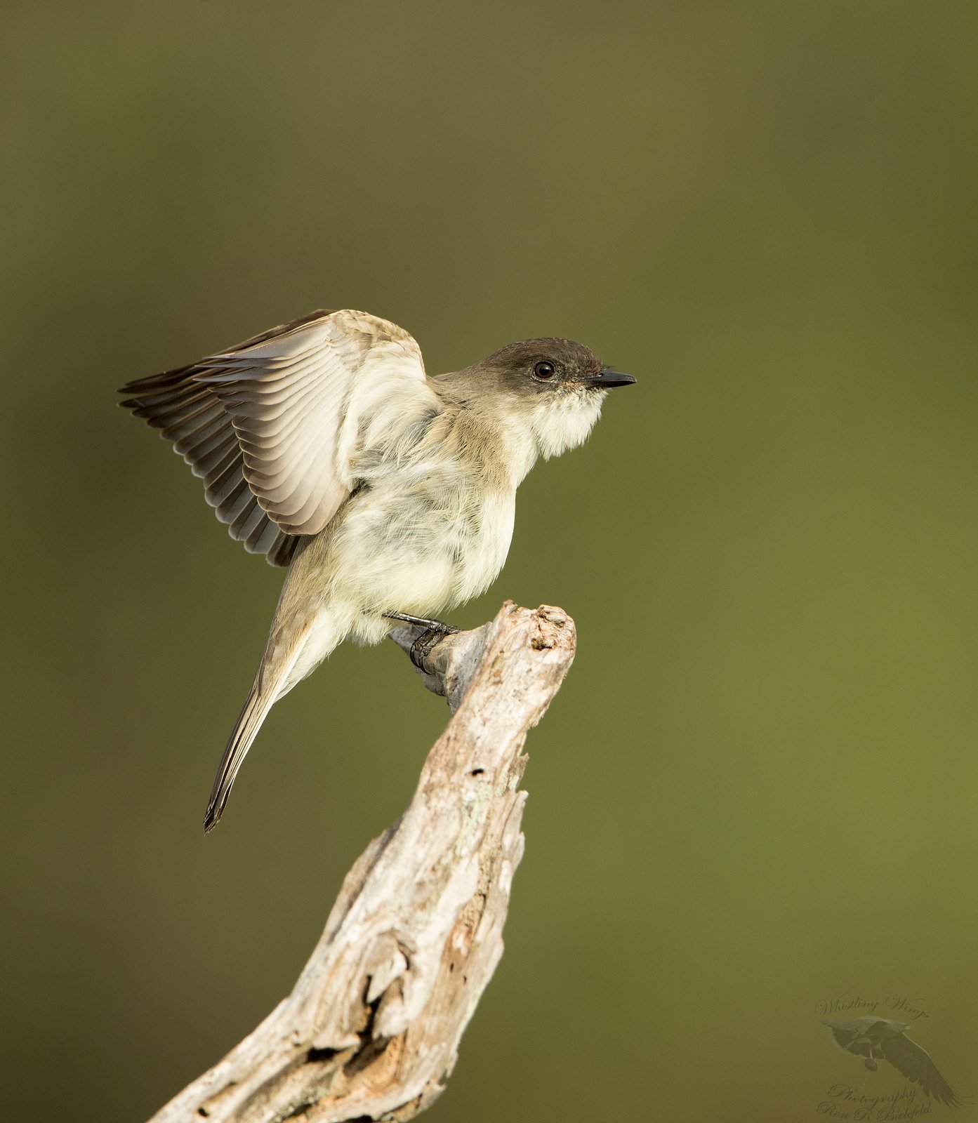Songbirds - Whistling Wings Photography