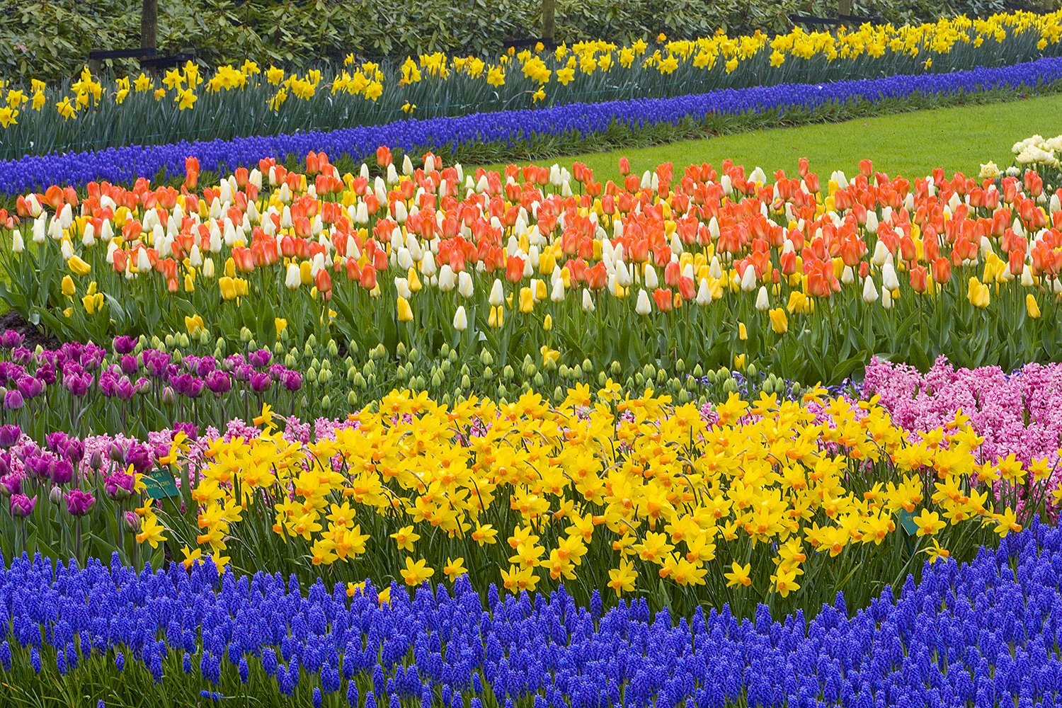 Keukenhof Gardens - Jim Zuckerman photography & photo tours