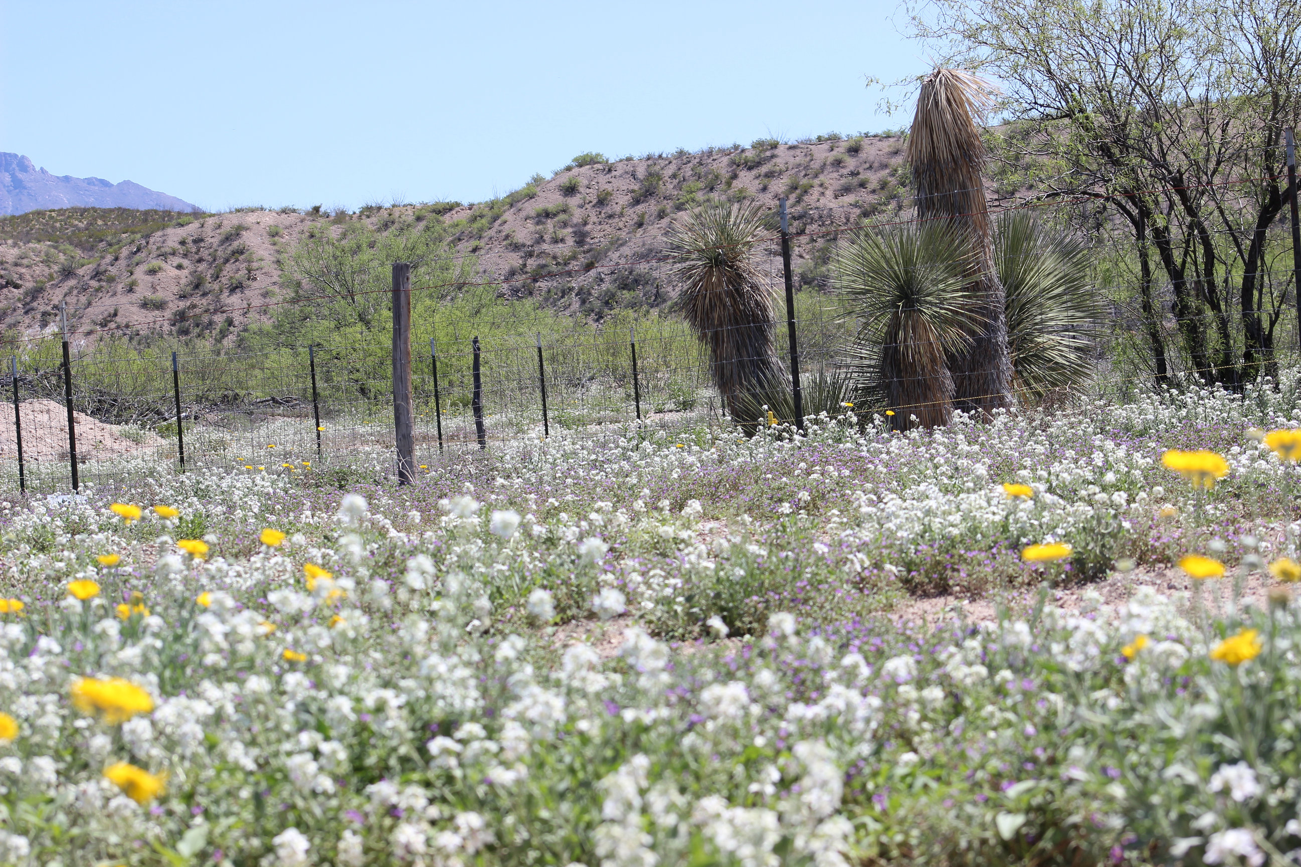 Spring In The Desert - West Texas Leather