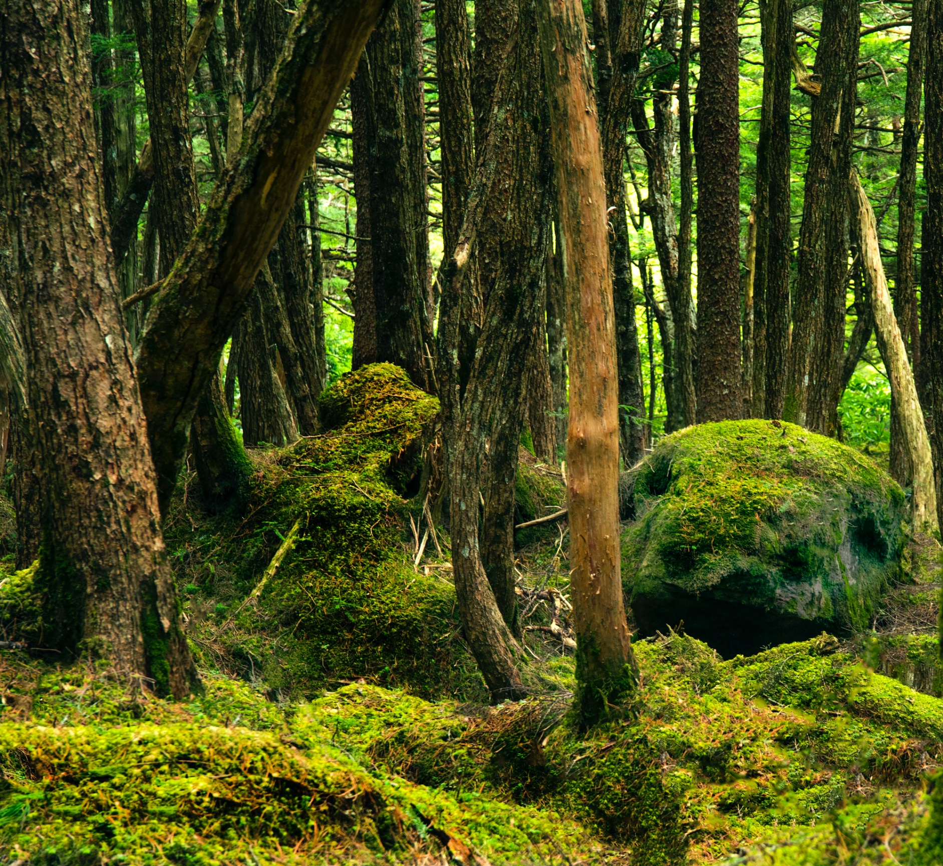 Treescapes Gallery | Blain Harasymiw Photography