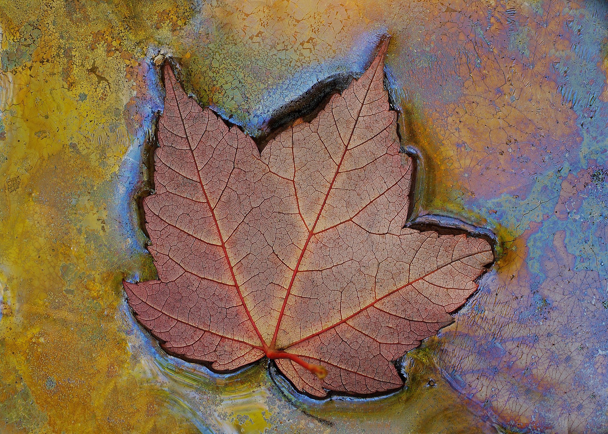 Macro Leaves by Mike Moats | Award Winning Macro Photographer ...