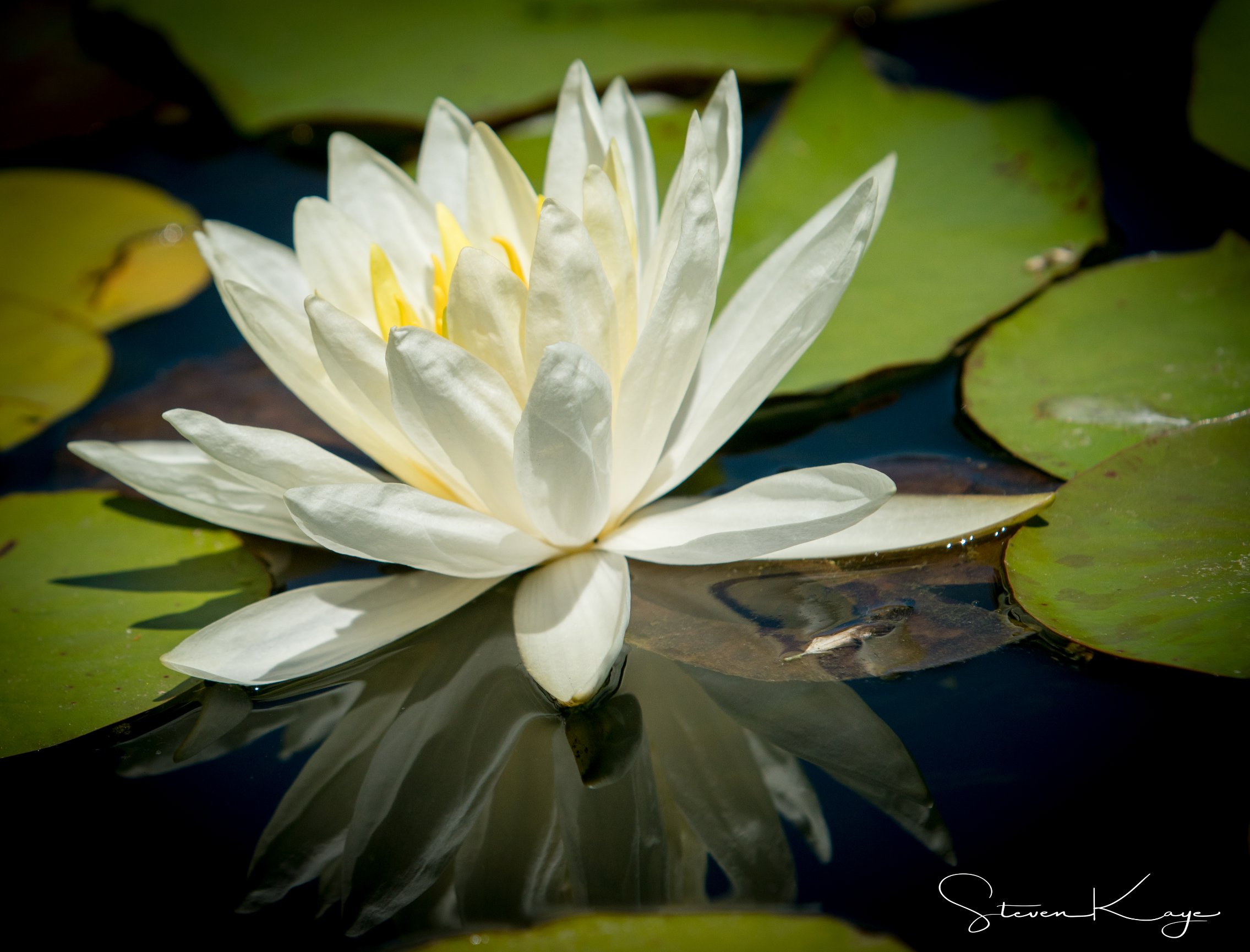 THIS SWEET OL' WORLD - Steven Kaye Photography