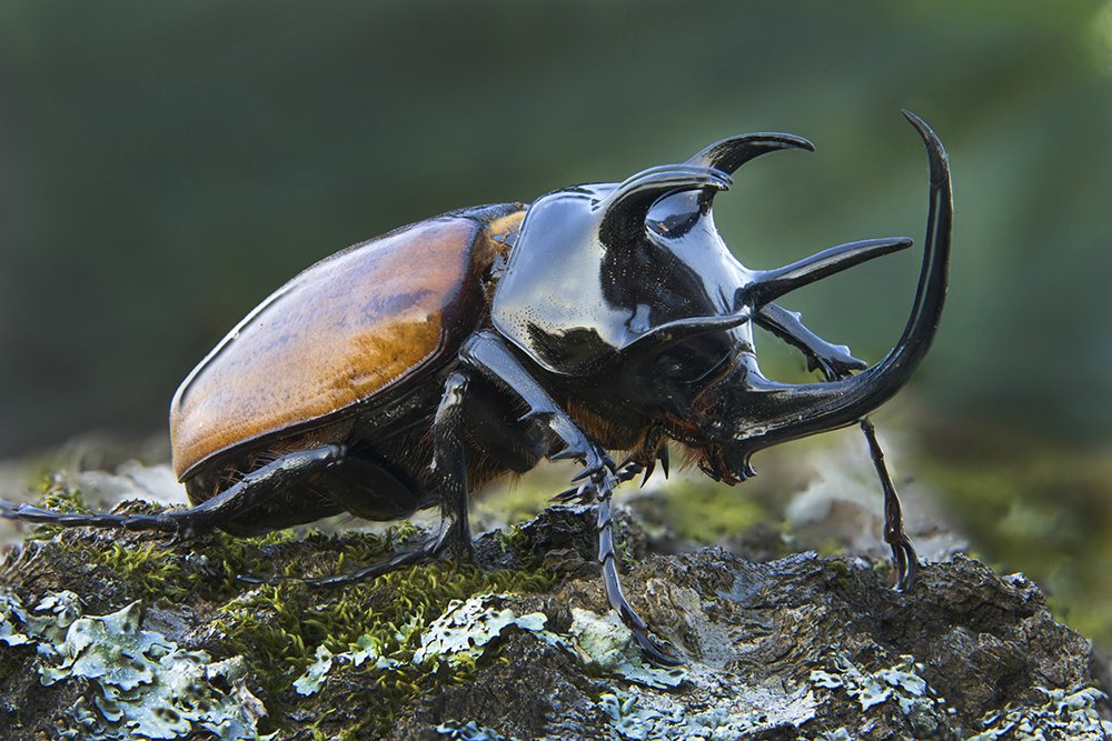 Insects - Jim Zuckerman photography & photo tours