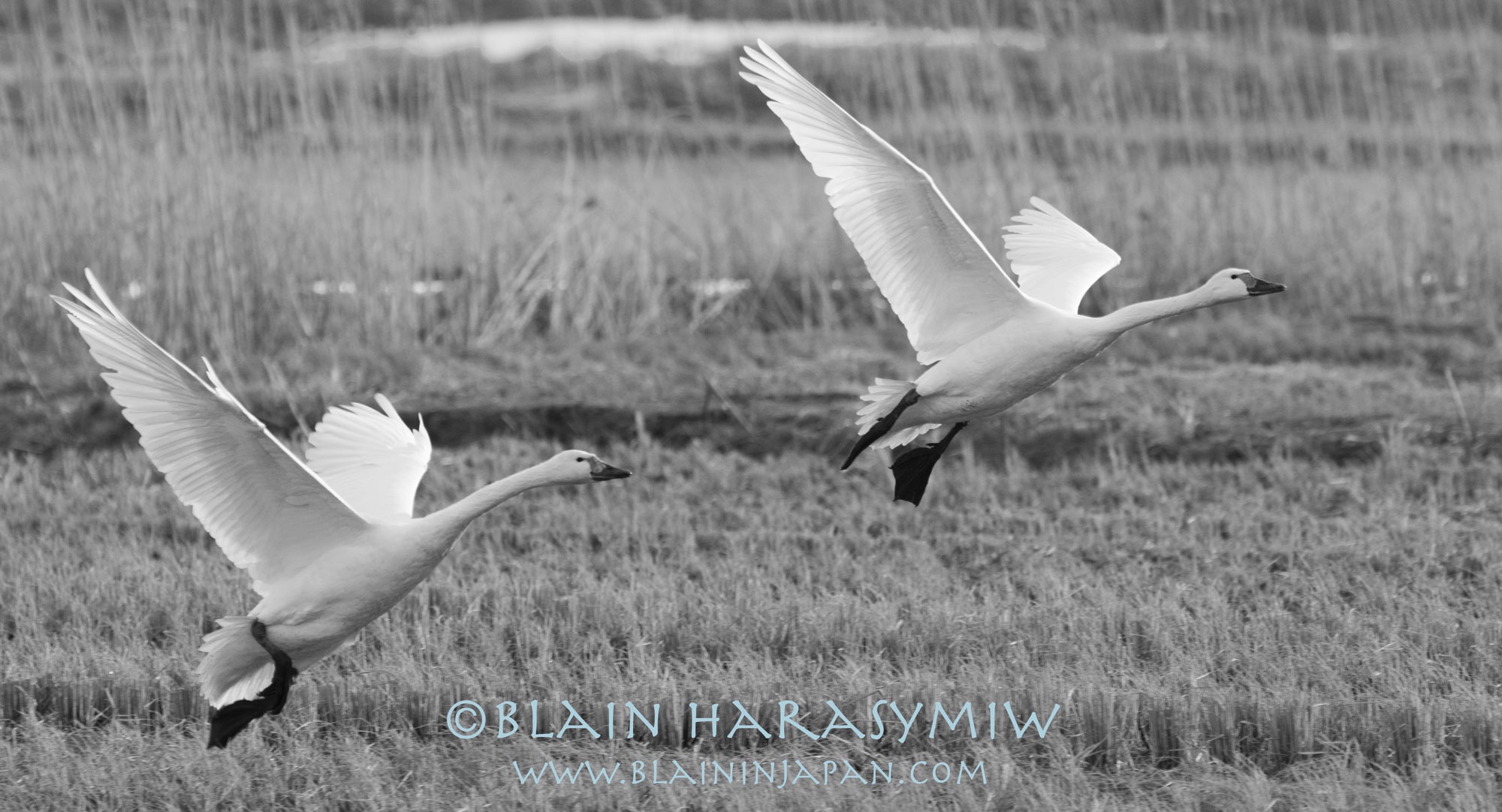 Flight of the Swan - Blain Harasymiw Photography