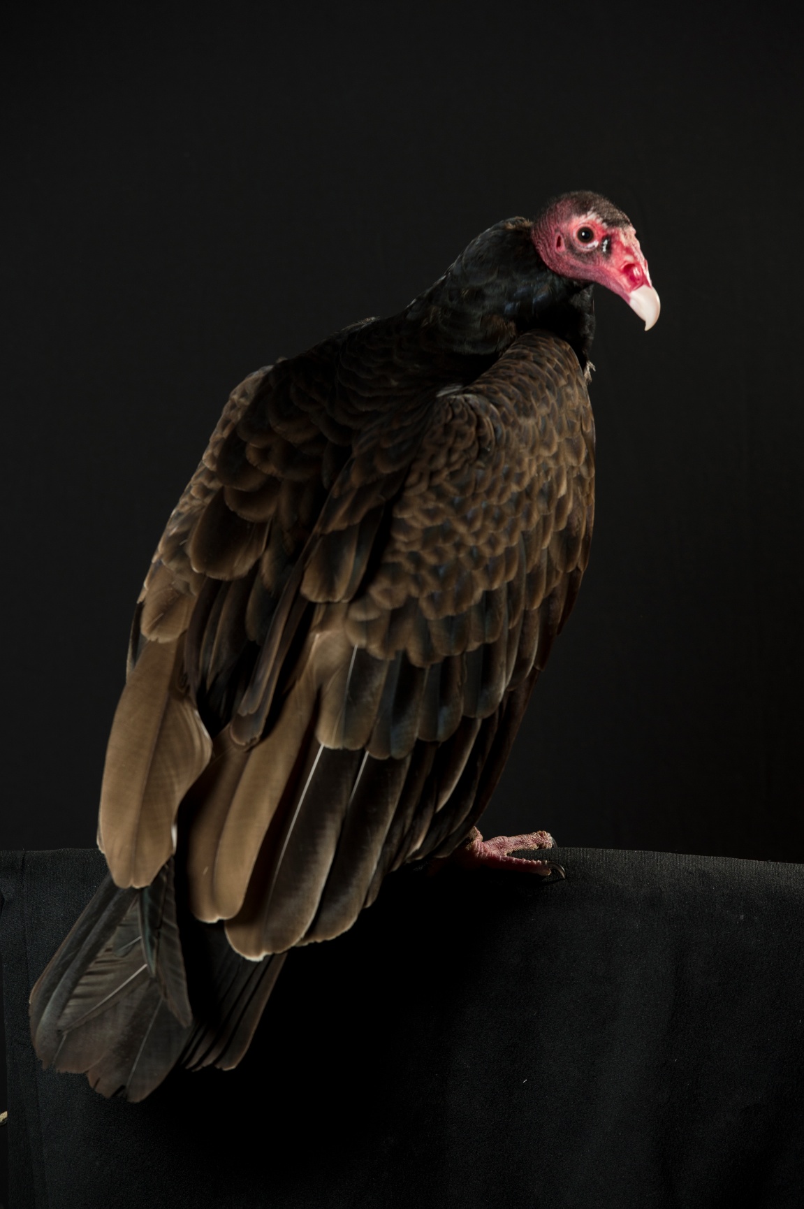 Raptors - Sam English Photography