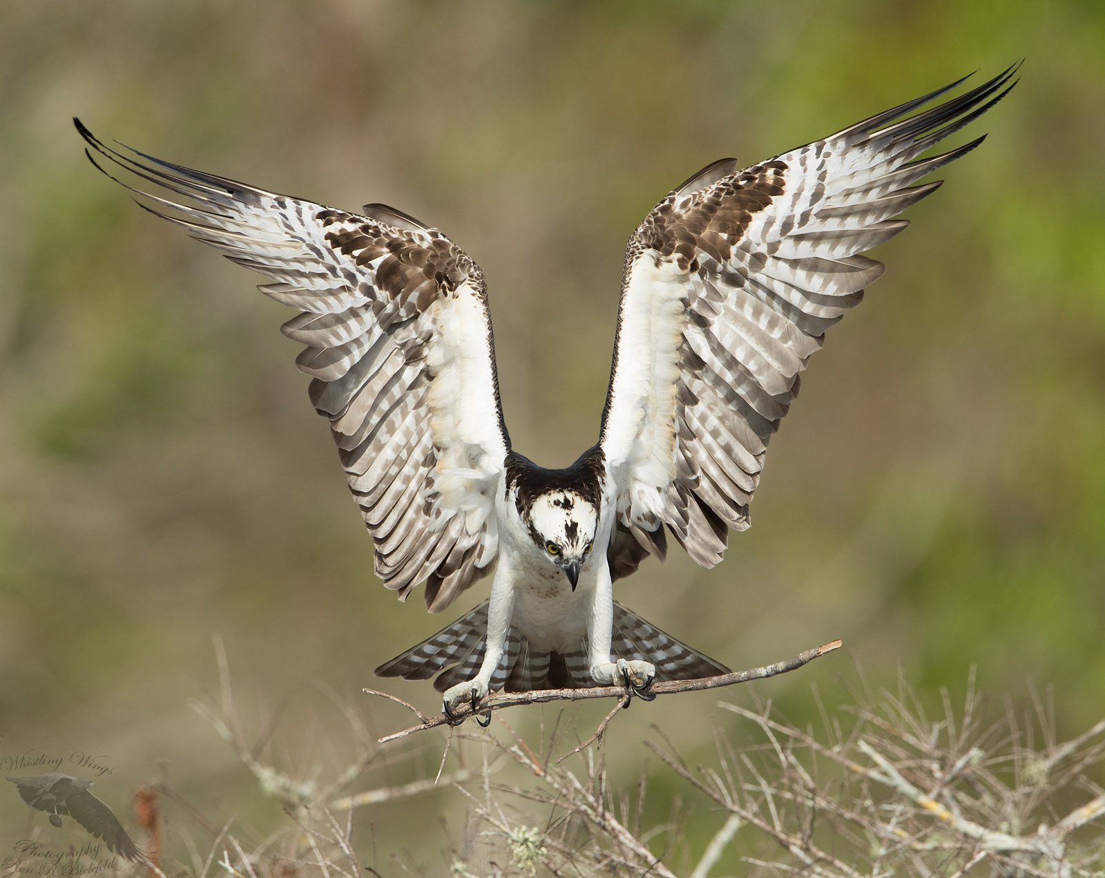 Raptors - Whistling Wings Photography