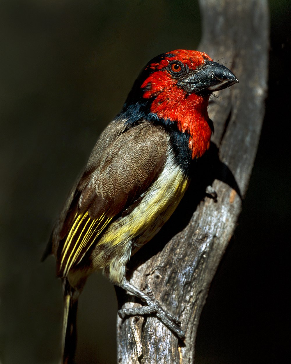 Birds - Jim Zuckerman photography & photo tours