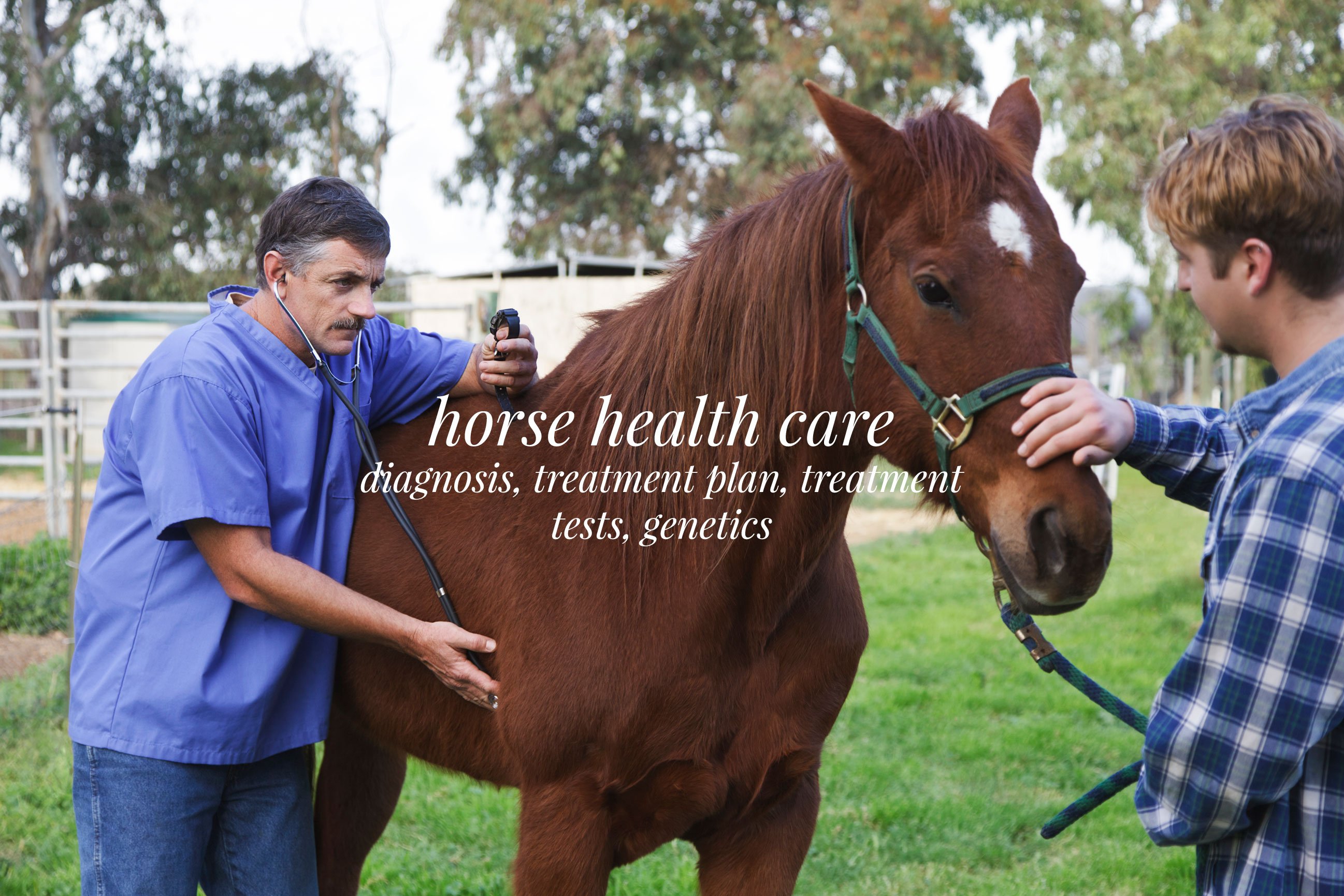 Horse Care Management | Equine Genie - Horse Business Management Software