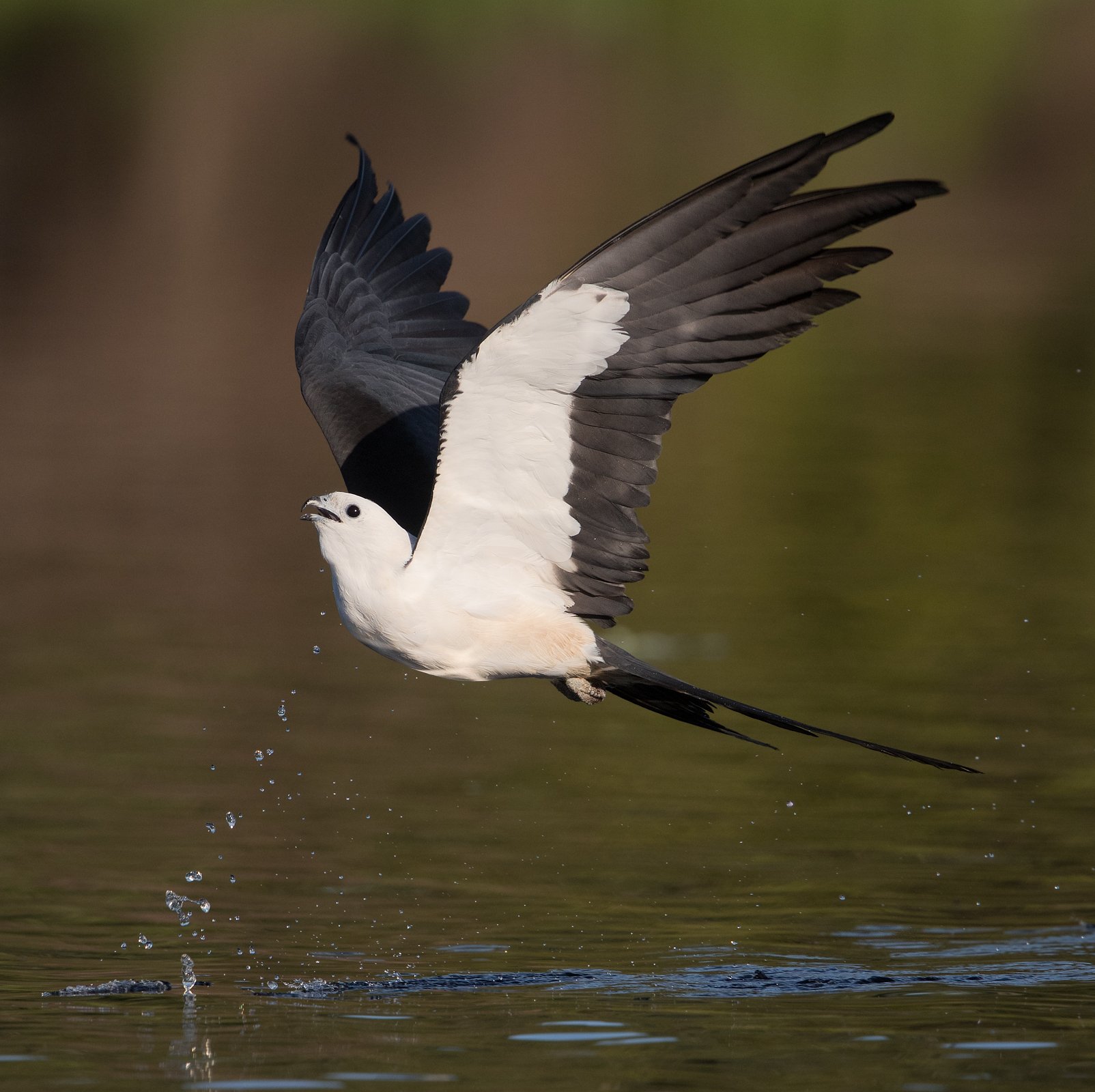 Raptors - Whistling Wings Photography