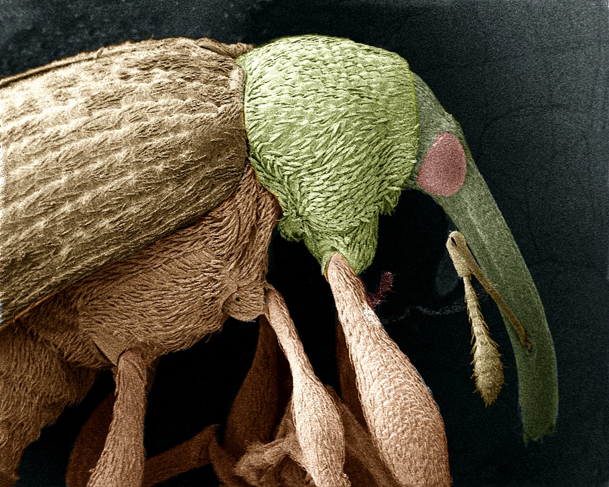 Scanning Electron Microscope - Jim Zuckerman photography & photo tours