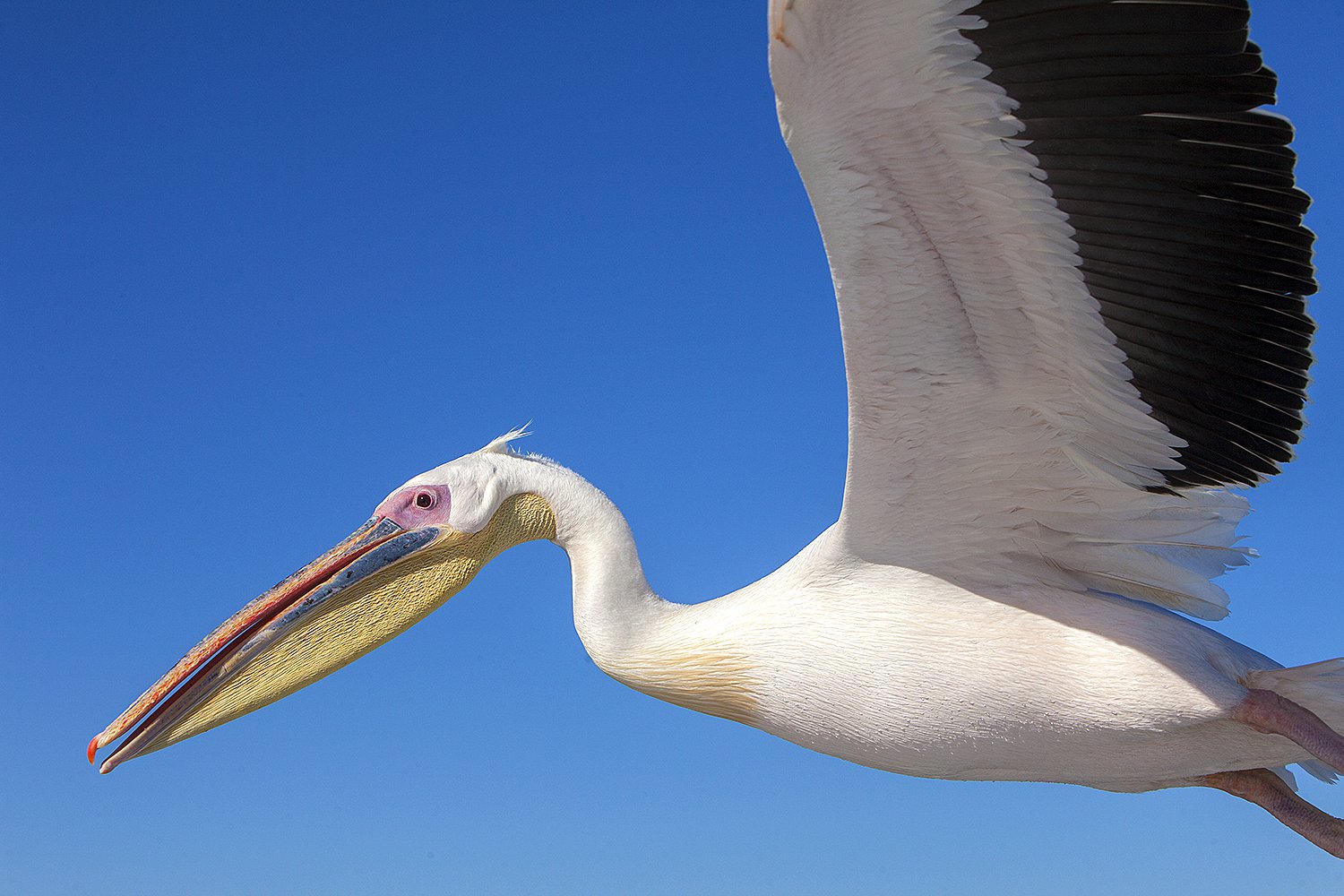 African white pelican - Jim Zuckerman photography & photo tours