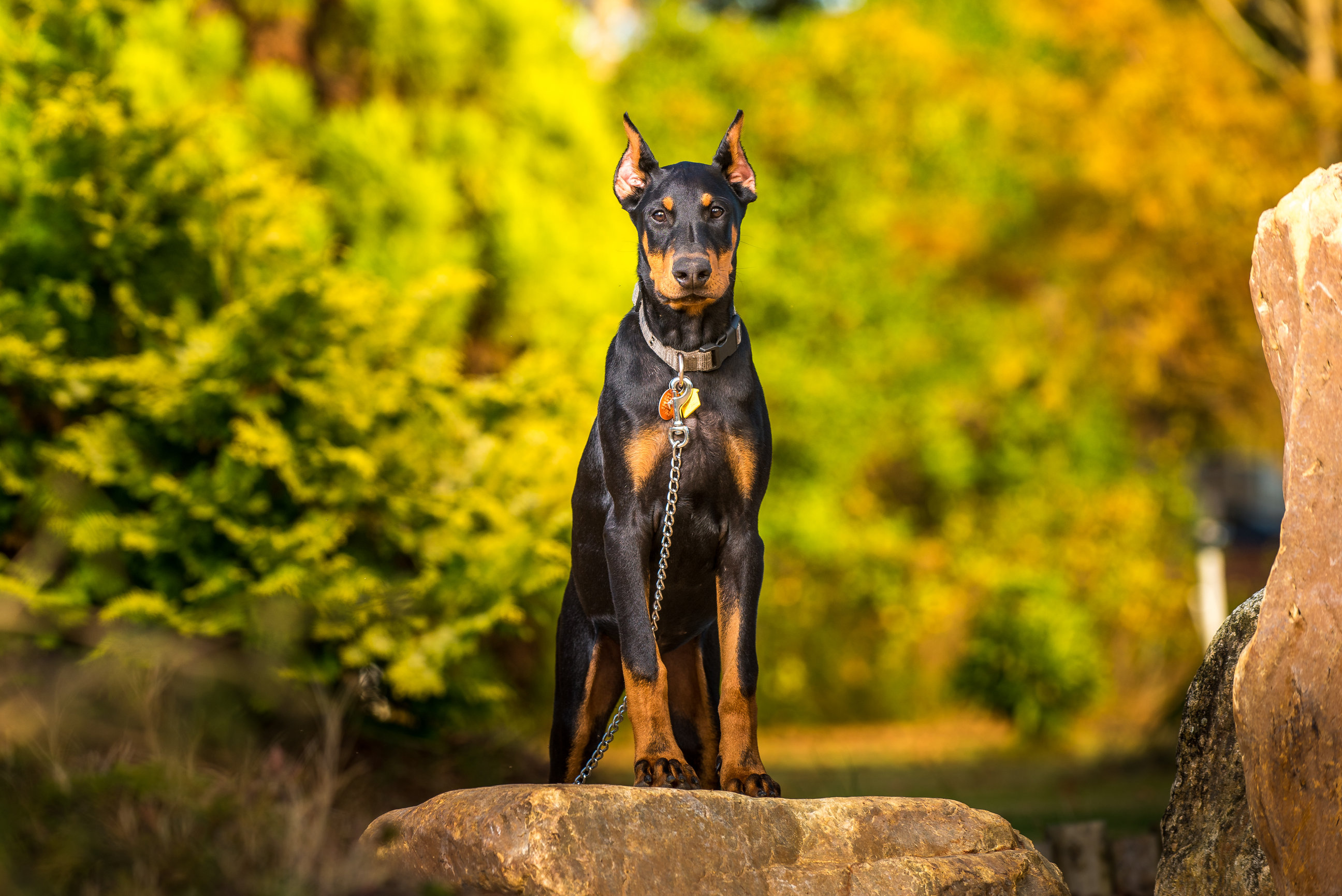 Doberman Portraits - Pet Photography
