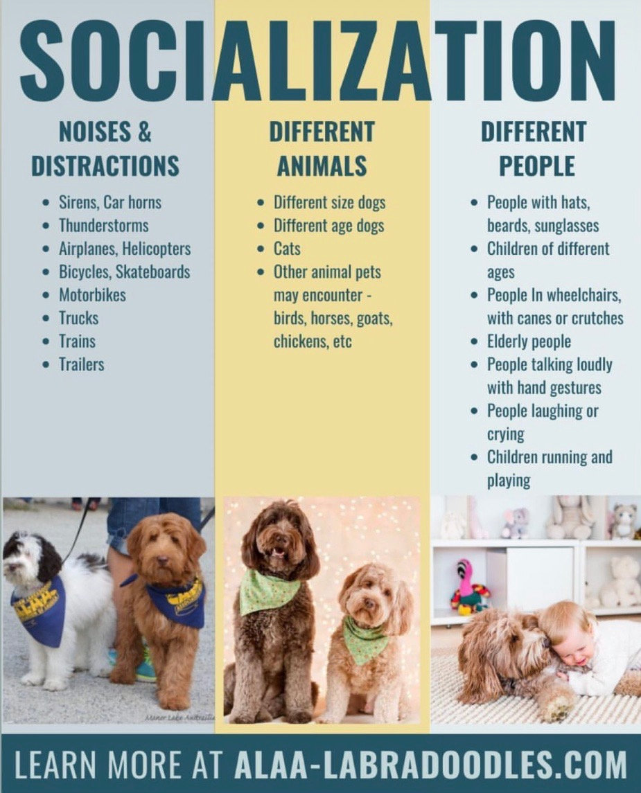 Socialization - Heritage Manor Labradoodles