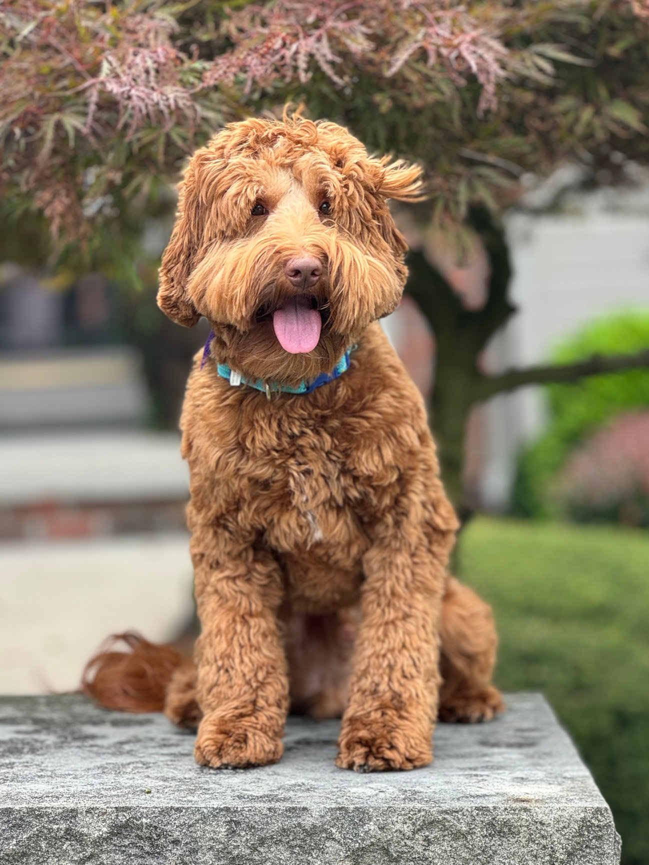 Heritage Manor Labradoodles | Meet the Ohio Labradoodles
