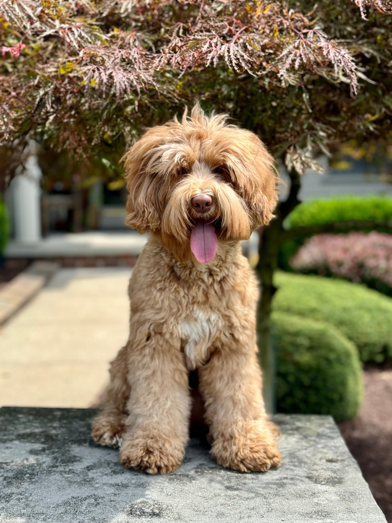 Heritage Manor Labradoodles | Ohio Australian Labradoodle Breeder