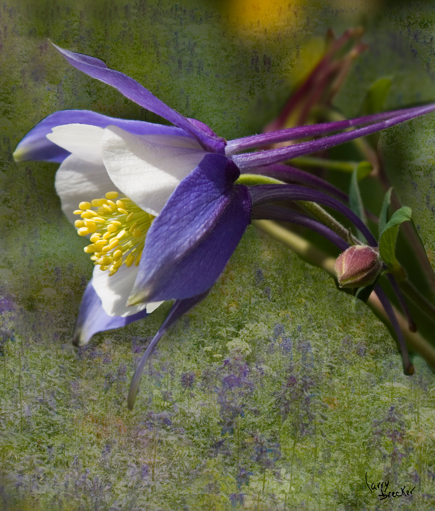 COLUMBINE - Brecker Arts LTD