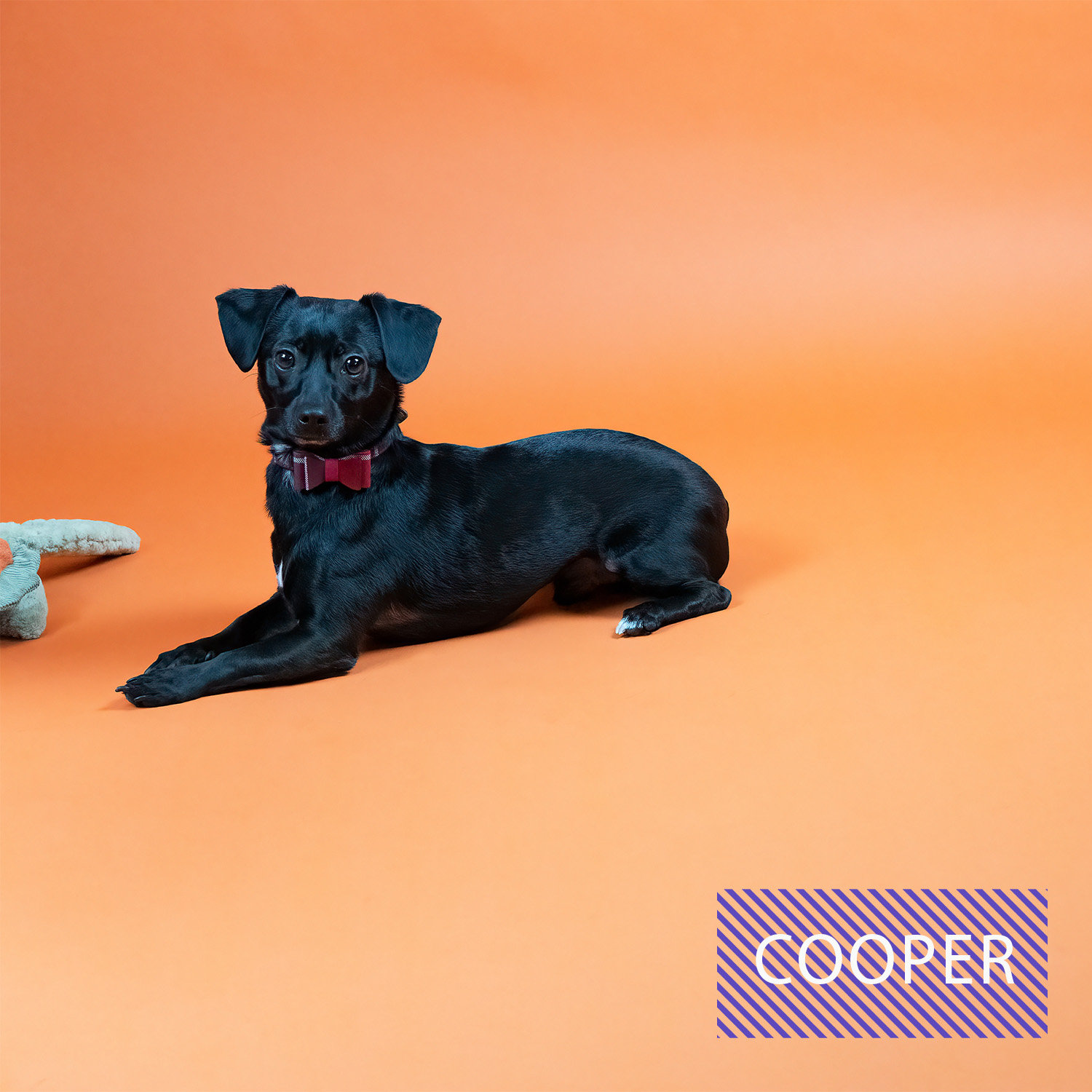 2023 POOCH RESULTS - Heidi Matson Photography