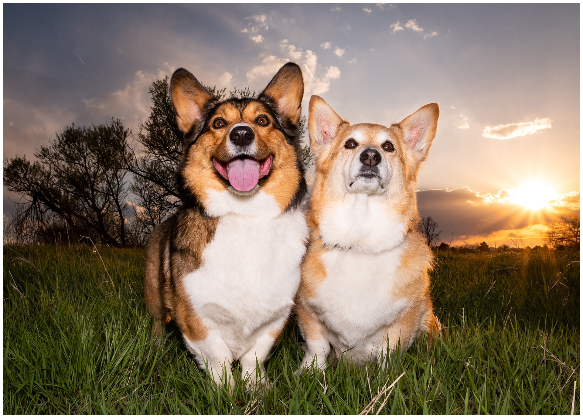 Breed Highlight: Welsh Corgi - Furever Photography