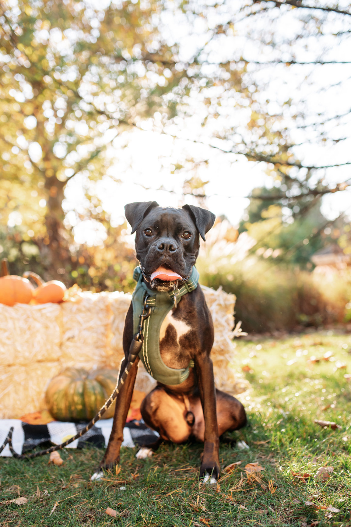 Exton community dog photo mini sessions - BarkHop Studio