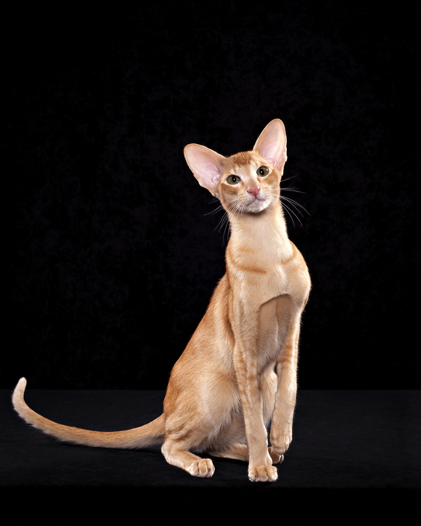 Fine Art Cat Photography - Audra Mitchell Photography