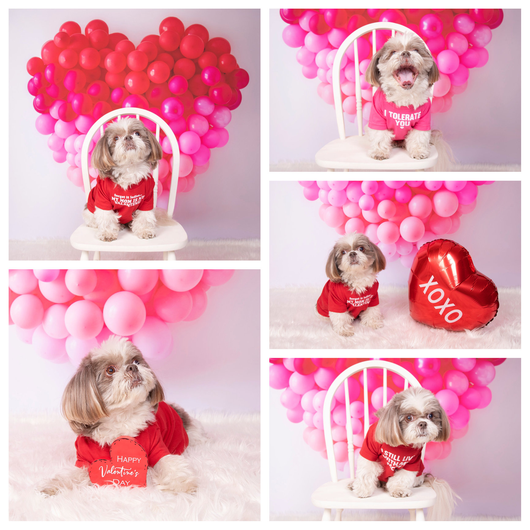 Talking Tails - Valentine's Day Pups - Reflections by Rhiannon
