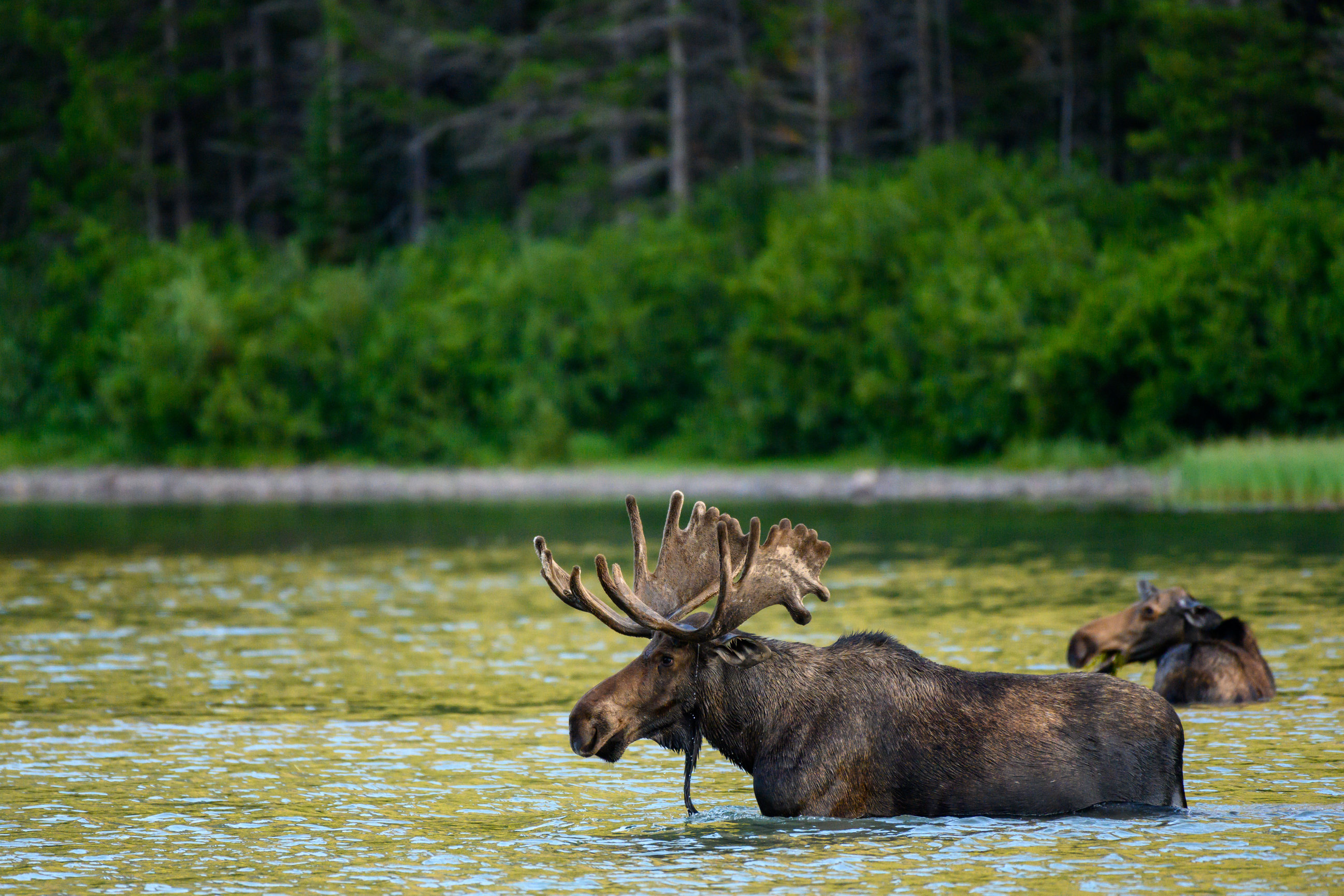 Glacier National Park - Nature Exposed Tours
