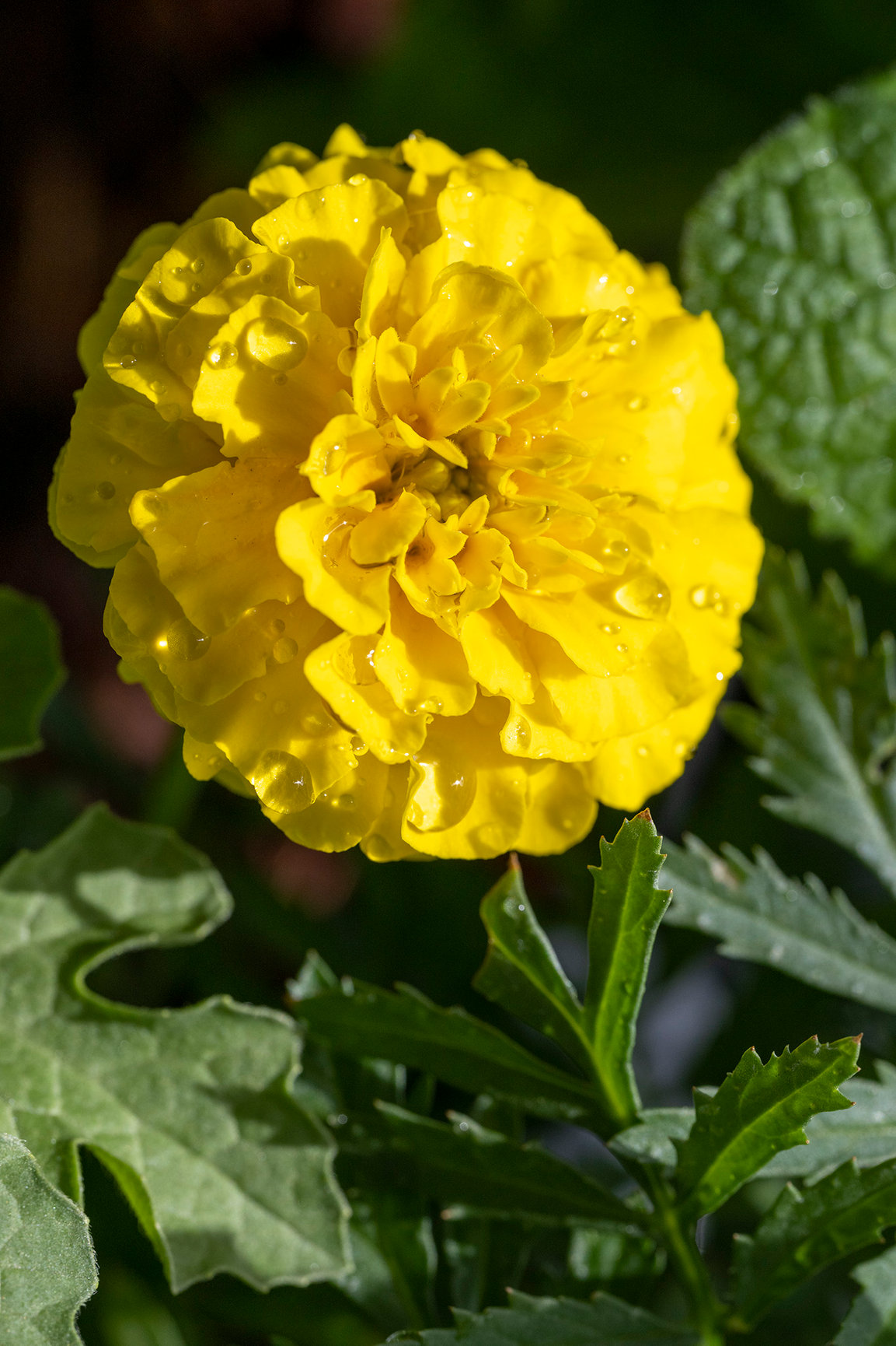 Dog Friendly Blooms for your las vegas yard
