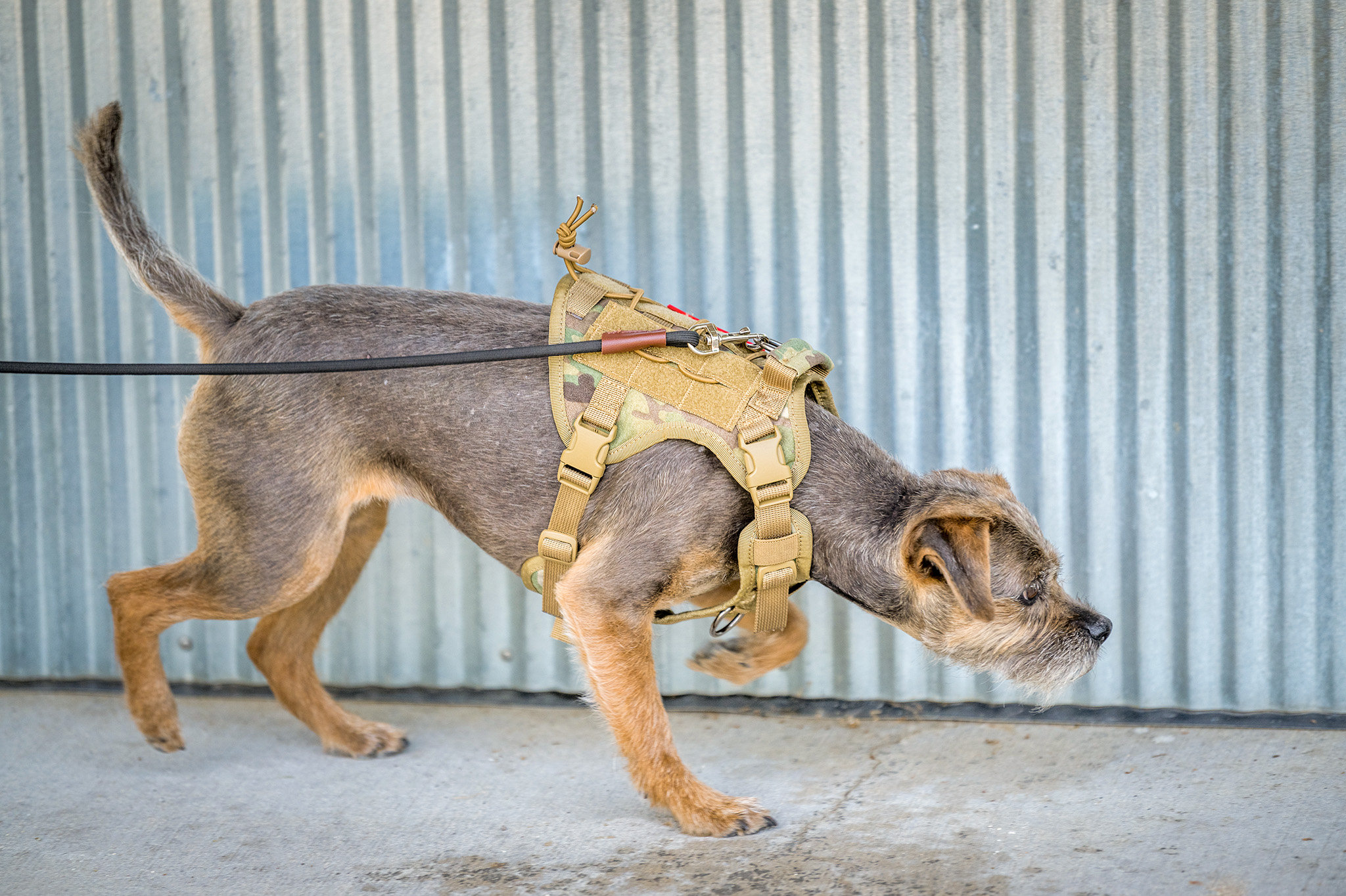Benefits of Scent Work for Dogs and Classes in Las Vegas