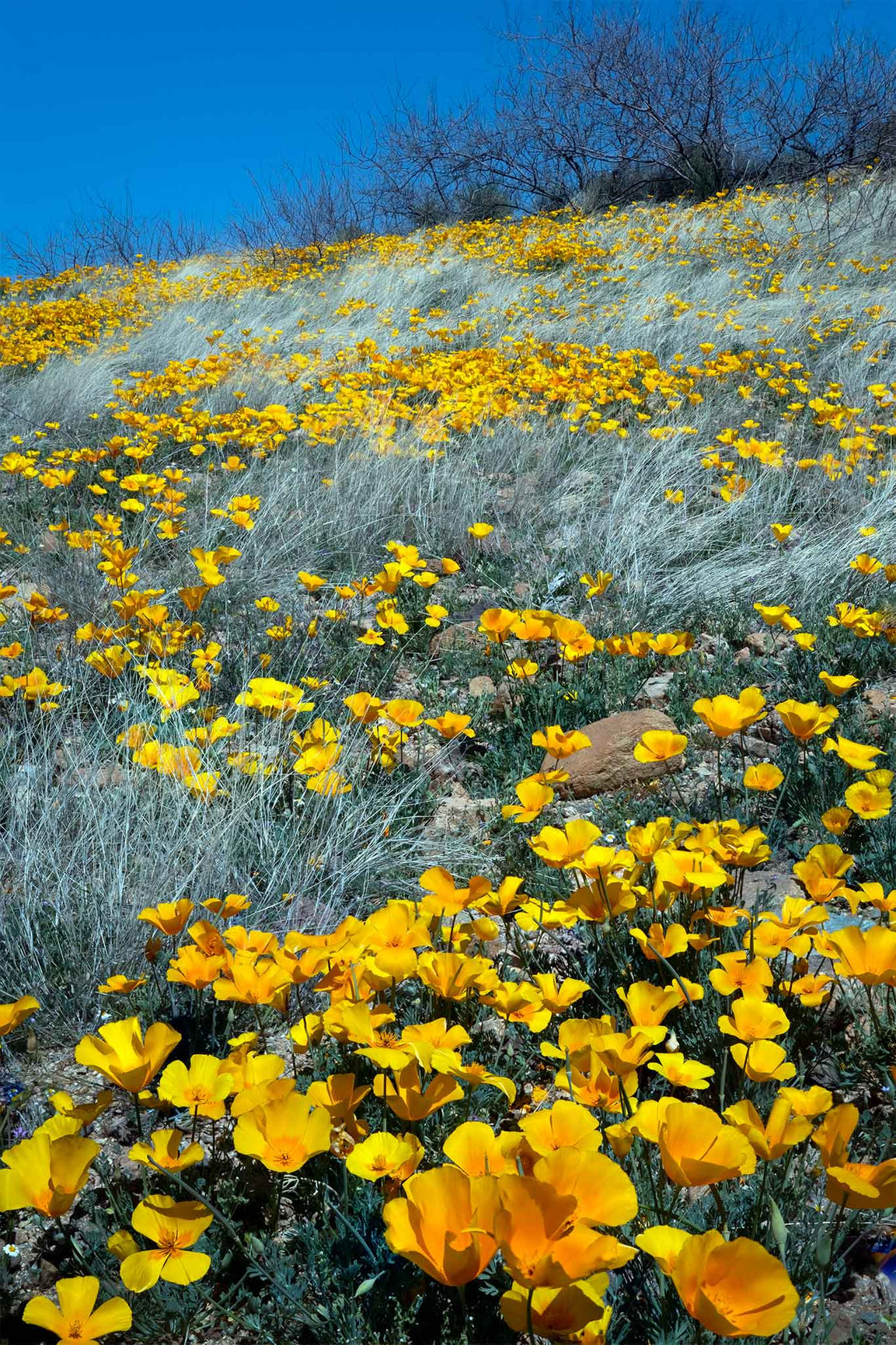 Poppy Hillside - Rob Strain