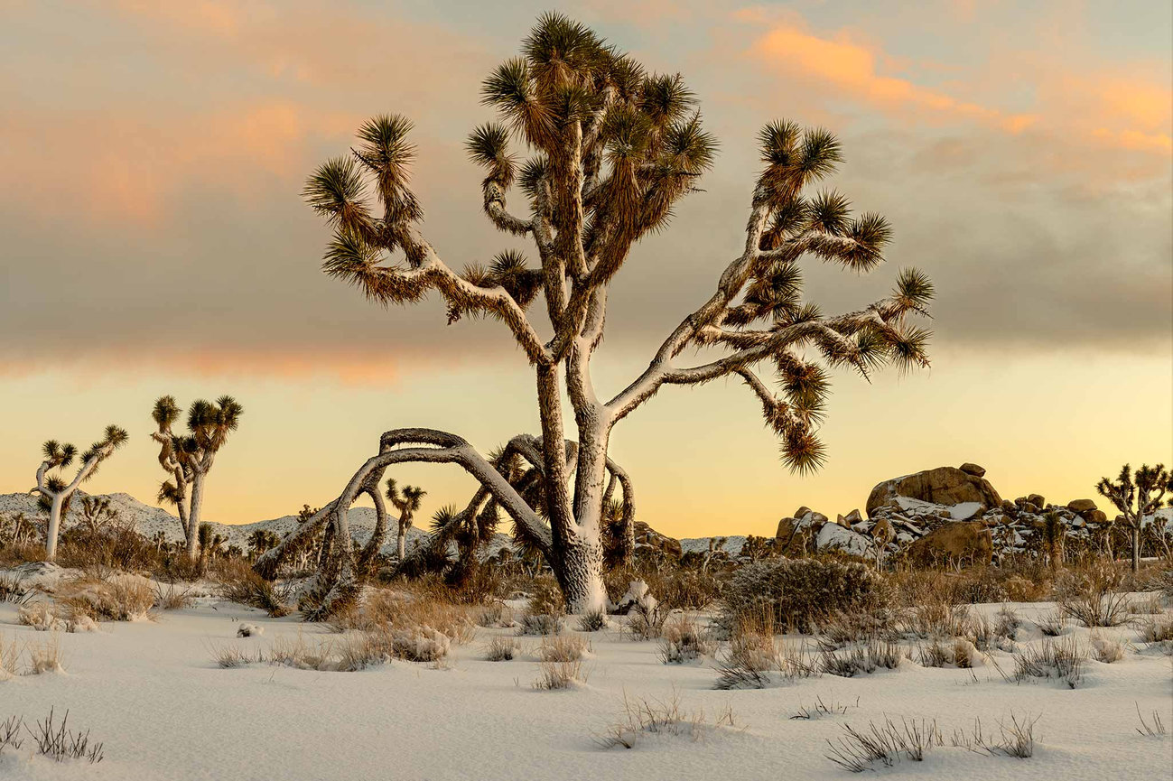 Joshua Tree Photo Workshop - Rob Strain Fine Art Photography & Workshops