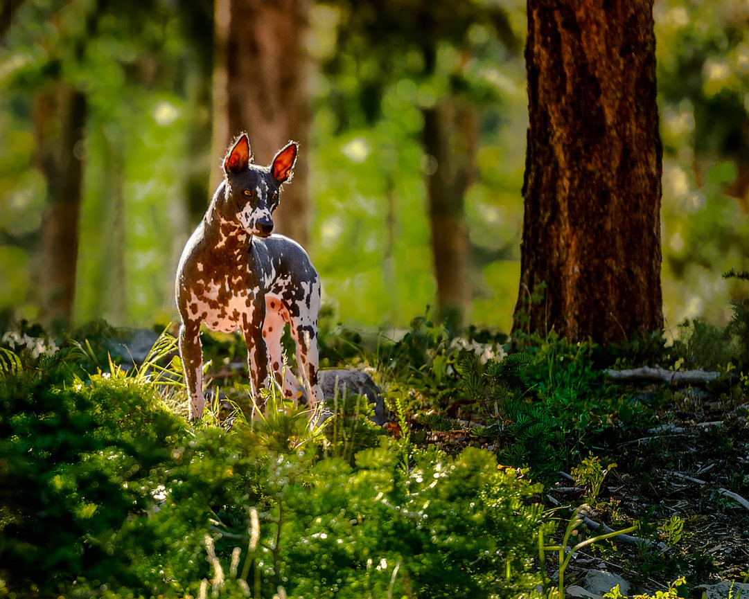 Dog Model Opportunities in Florida | The PAWtographers