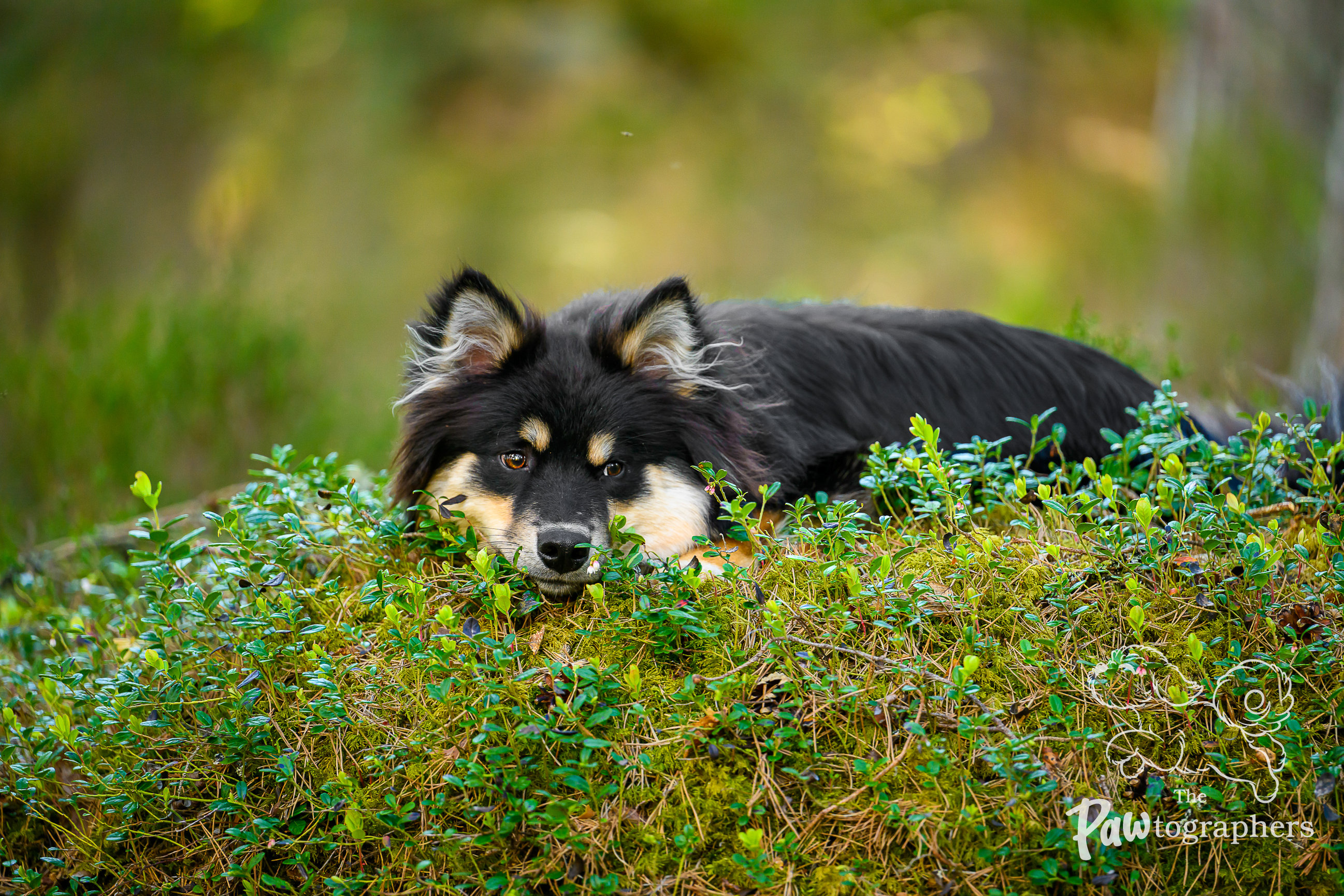 Otso the Finnish Lapphund Puppy | Uath Lochans Dog Portrait
